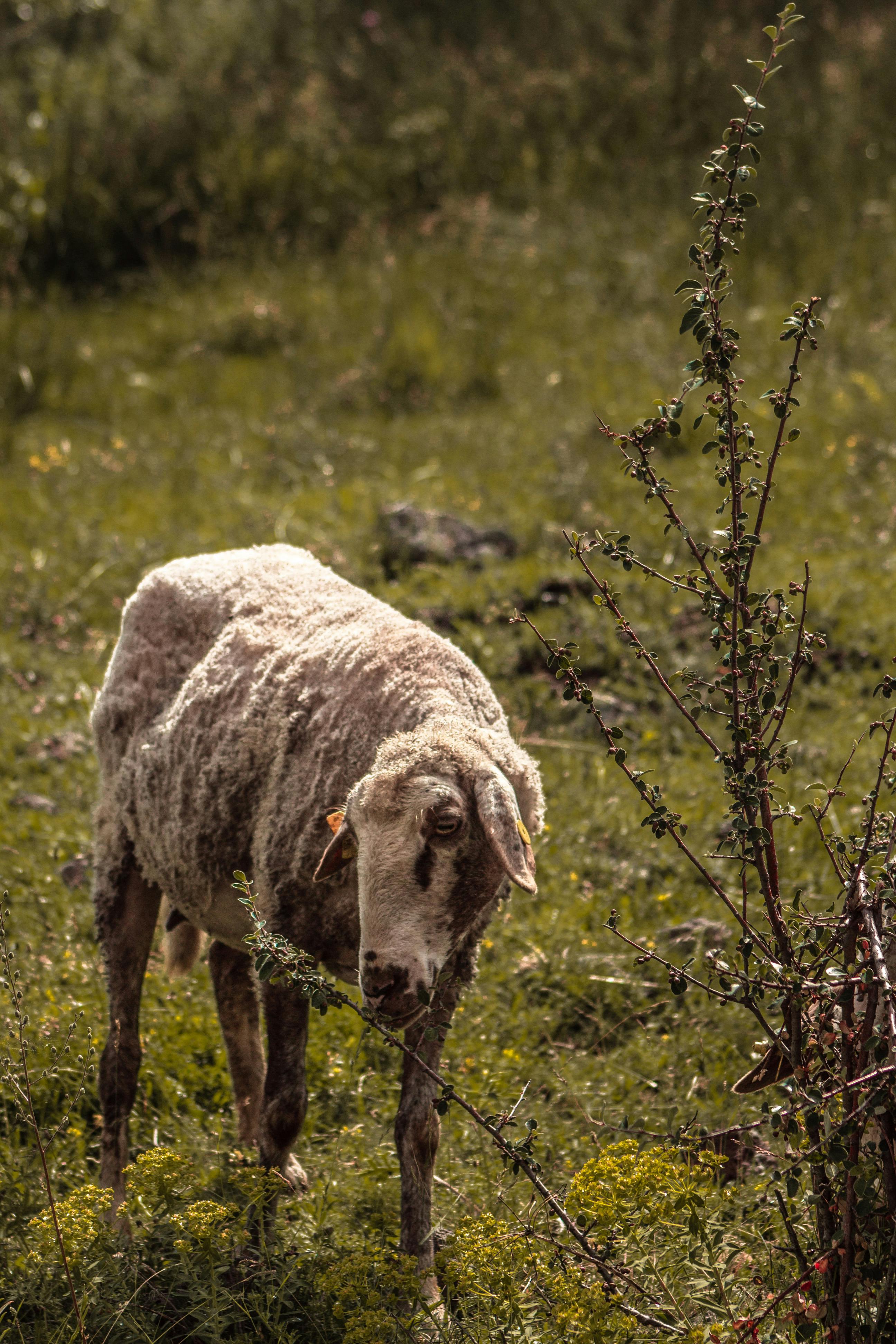 Dumba Sheep Photos, Download Free Dumba Sheep Stock Photos & HD Images