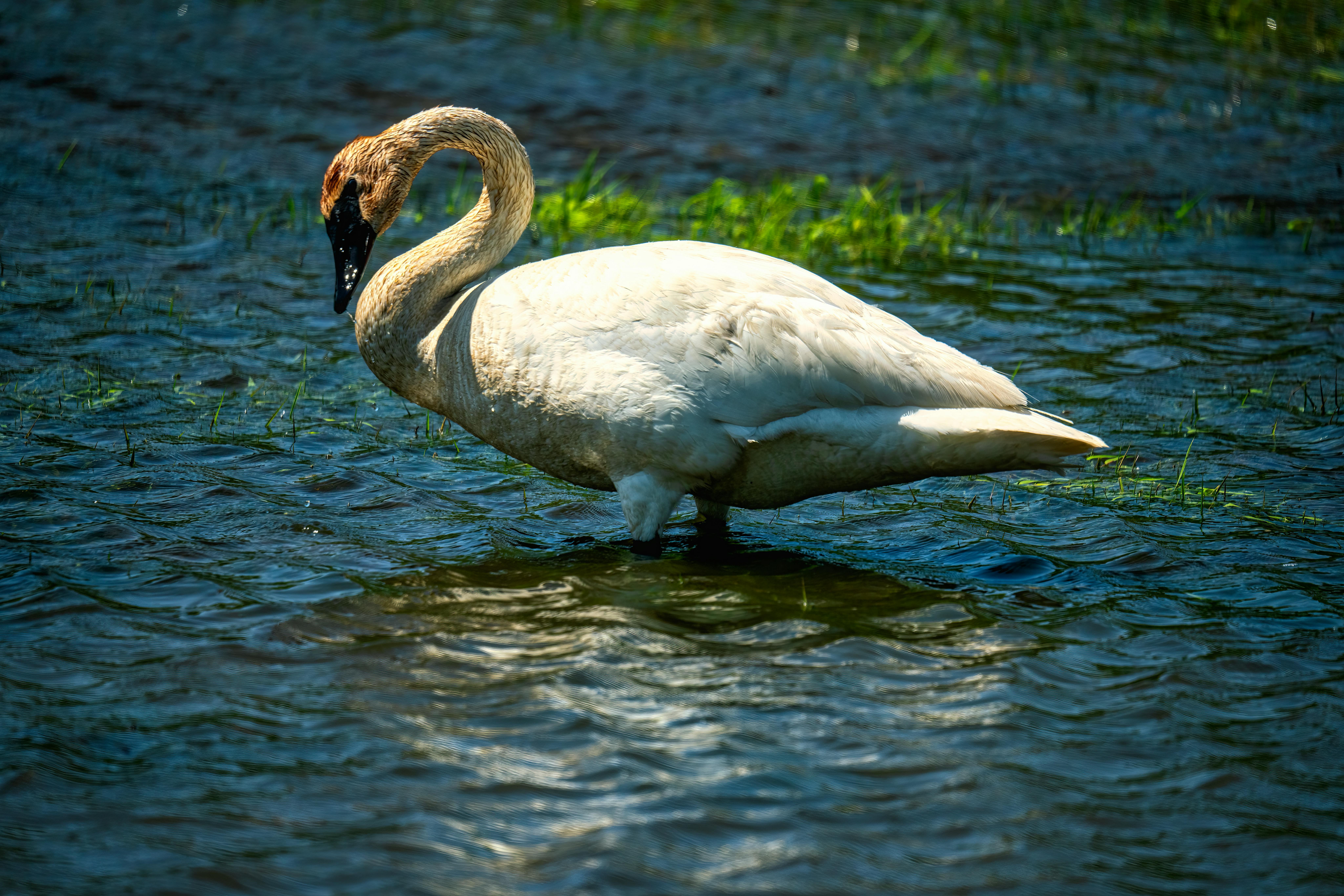 A Trumpeter Swan in the Water · Free Stock Photo