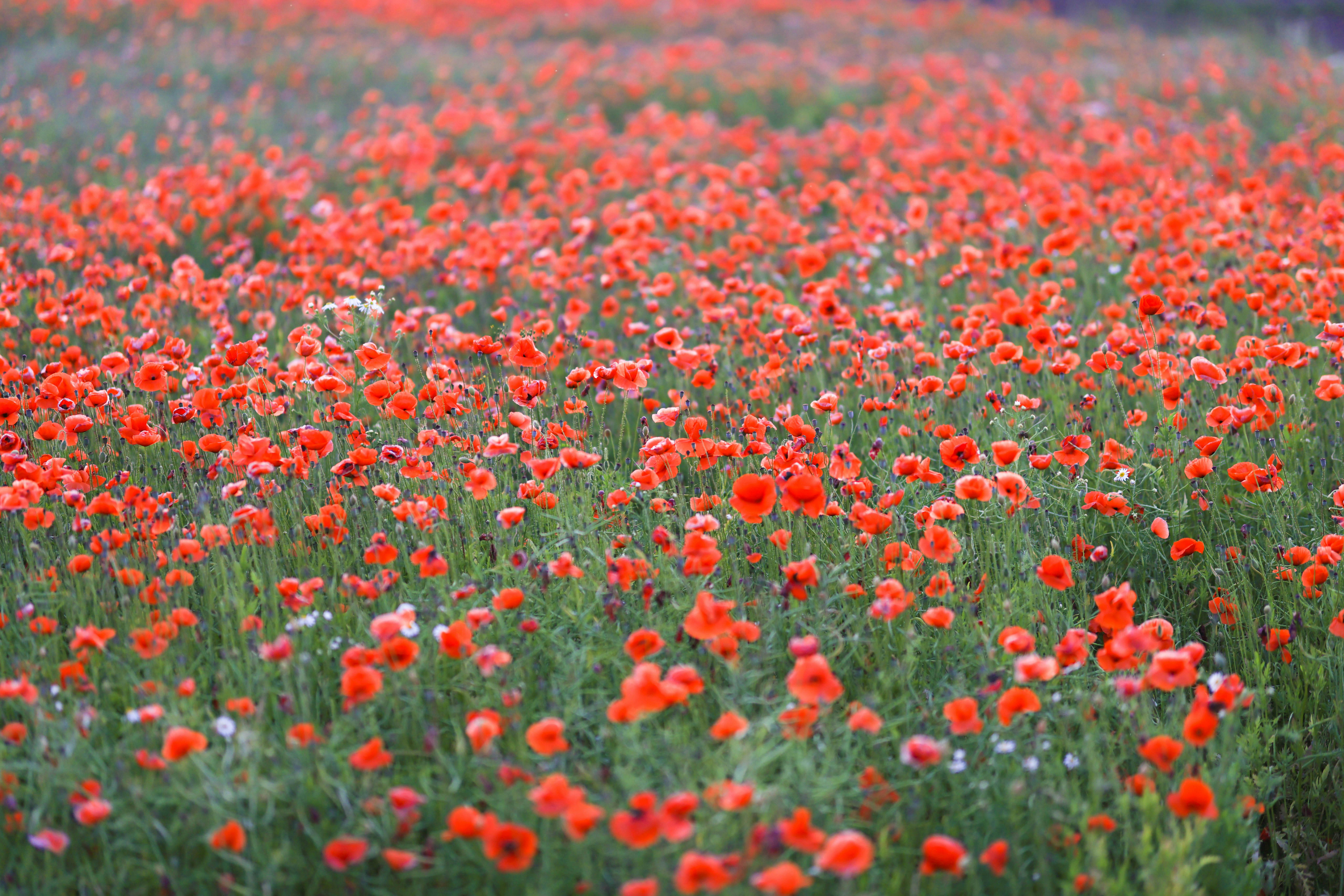 Meadow of Poppies · Free Stock Photo