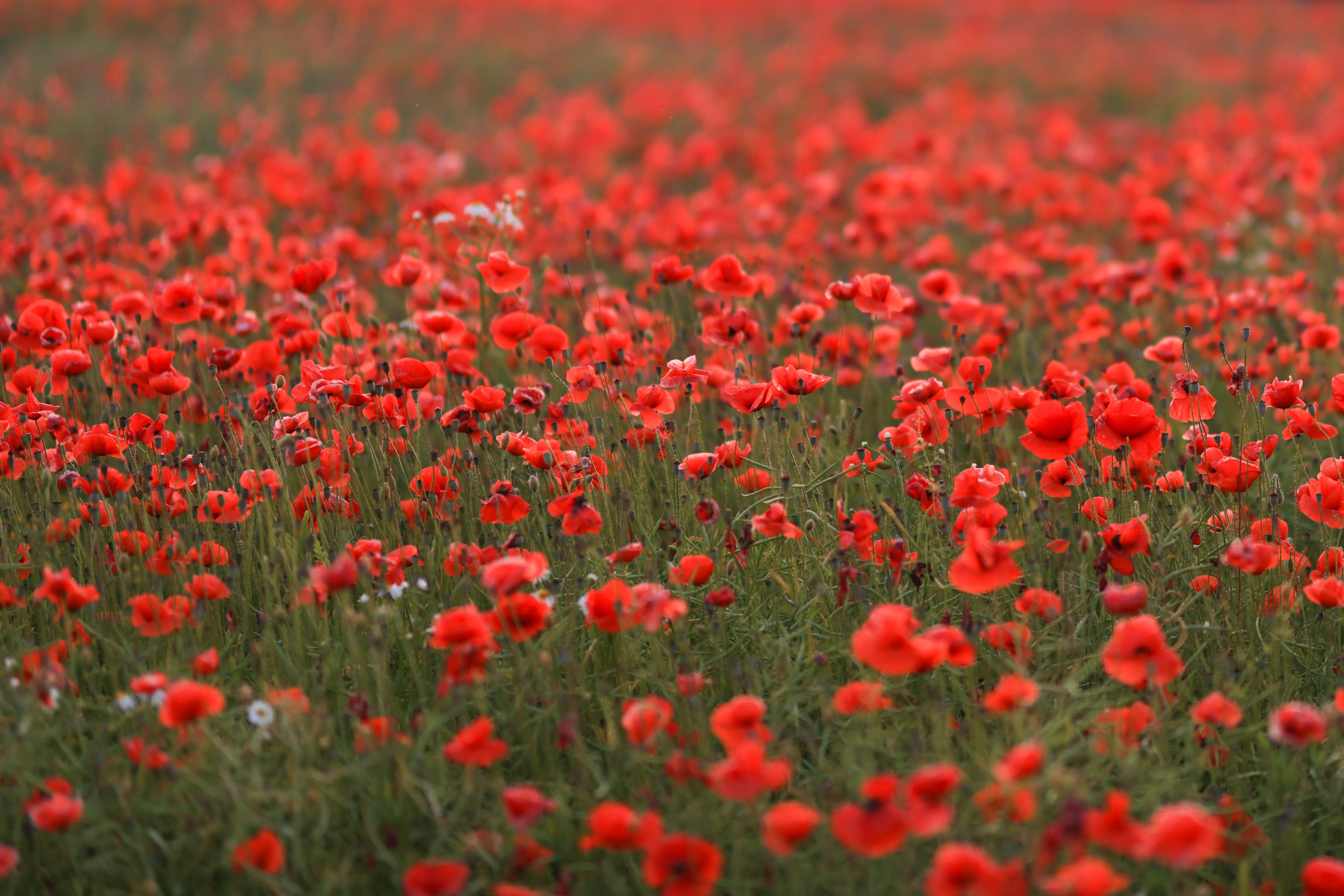 41,541+ Best Free English countryside Stock Photos & Images · 100% ...