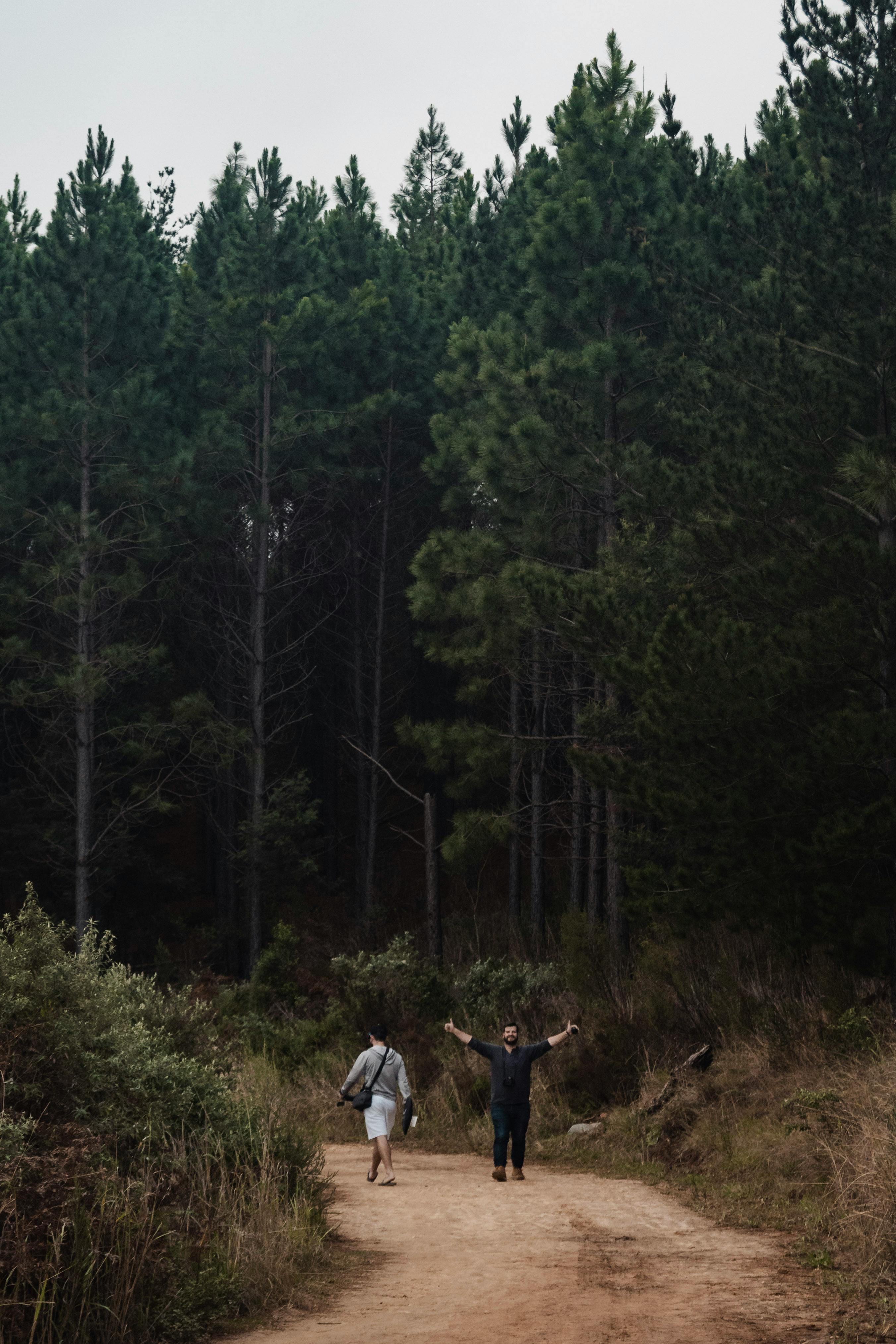 Man Looking at Trees · Free Stock Photo