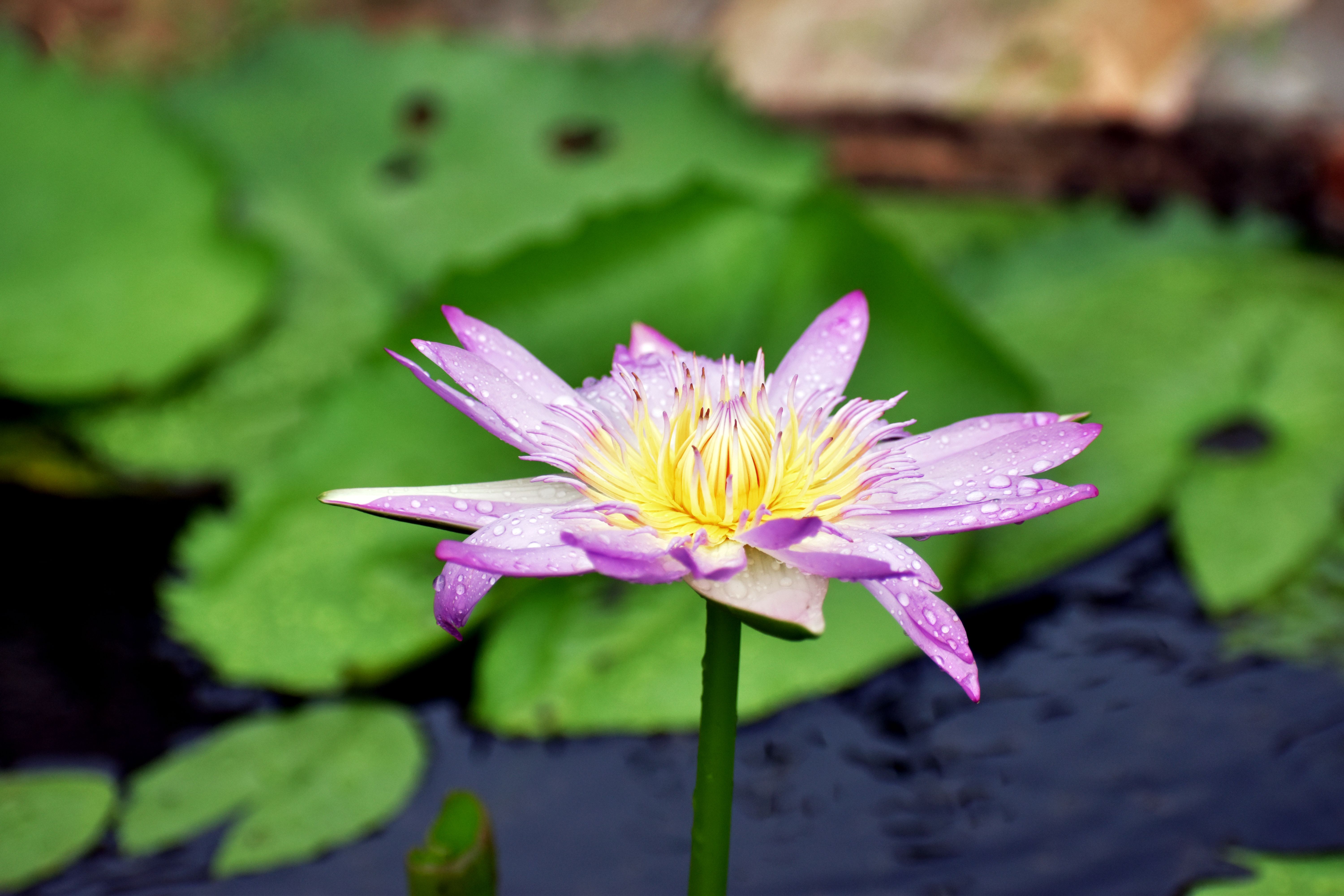 Close-Up Shot of a Water Lily · Free Stock Photo