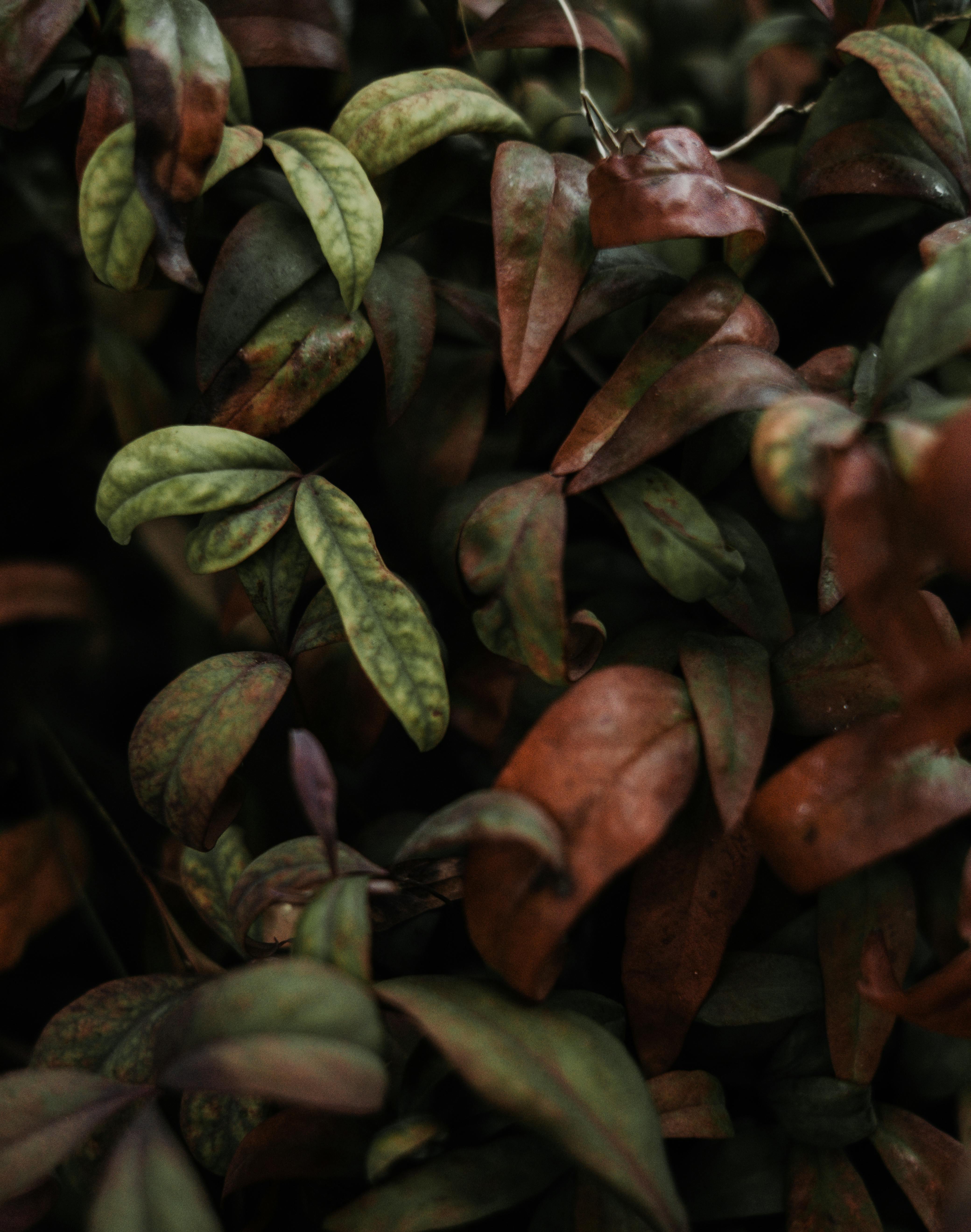 Fall Cornicopia Photos, Download Free Fall Cornicopia Stock Photos & HD ...