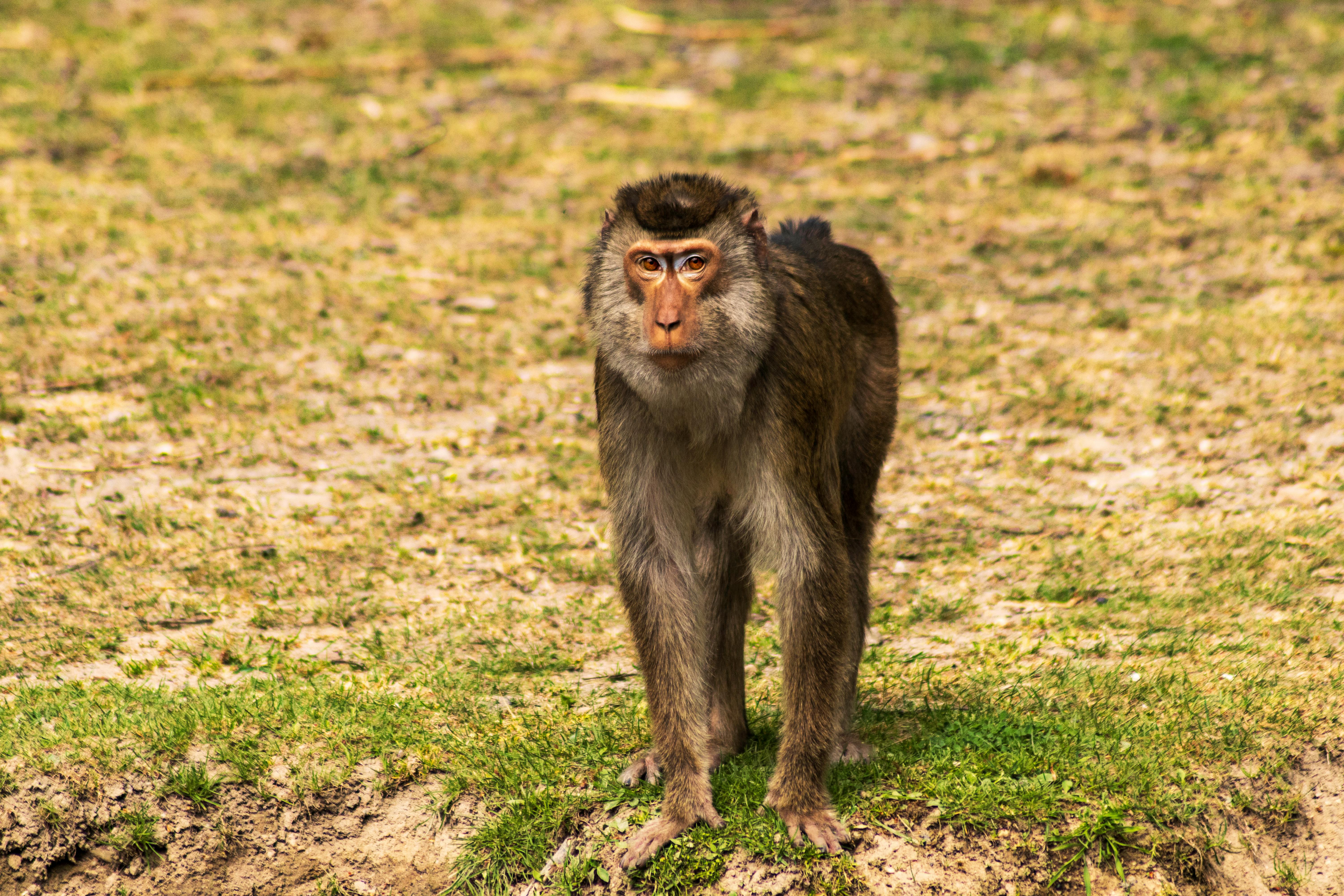 Photo of a Brown Monkey · Free Stock Photo