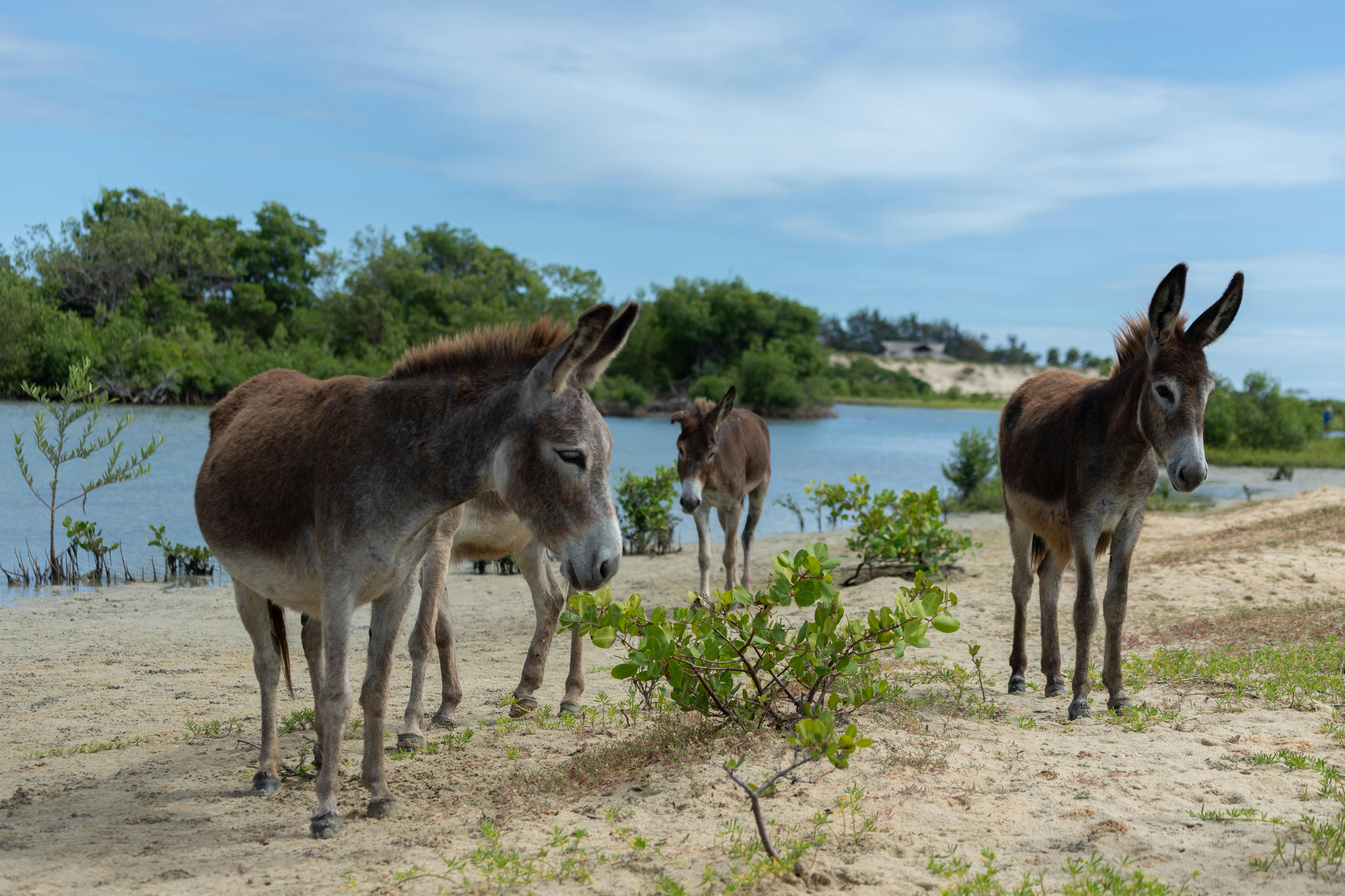 Donkeys Photos, Download The BEST Free Donkeys Stock Photos & HD Images
