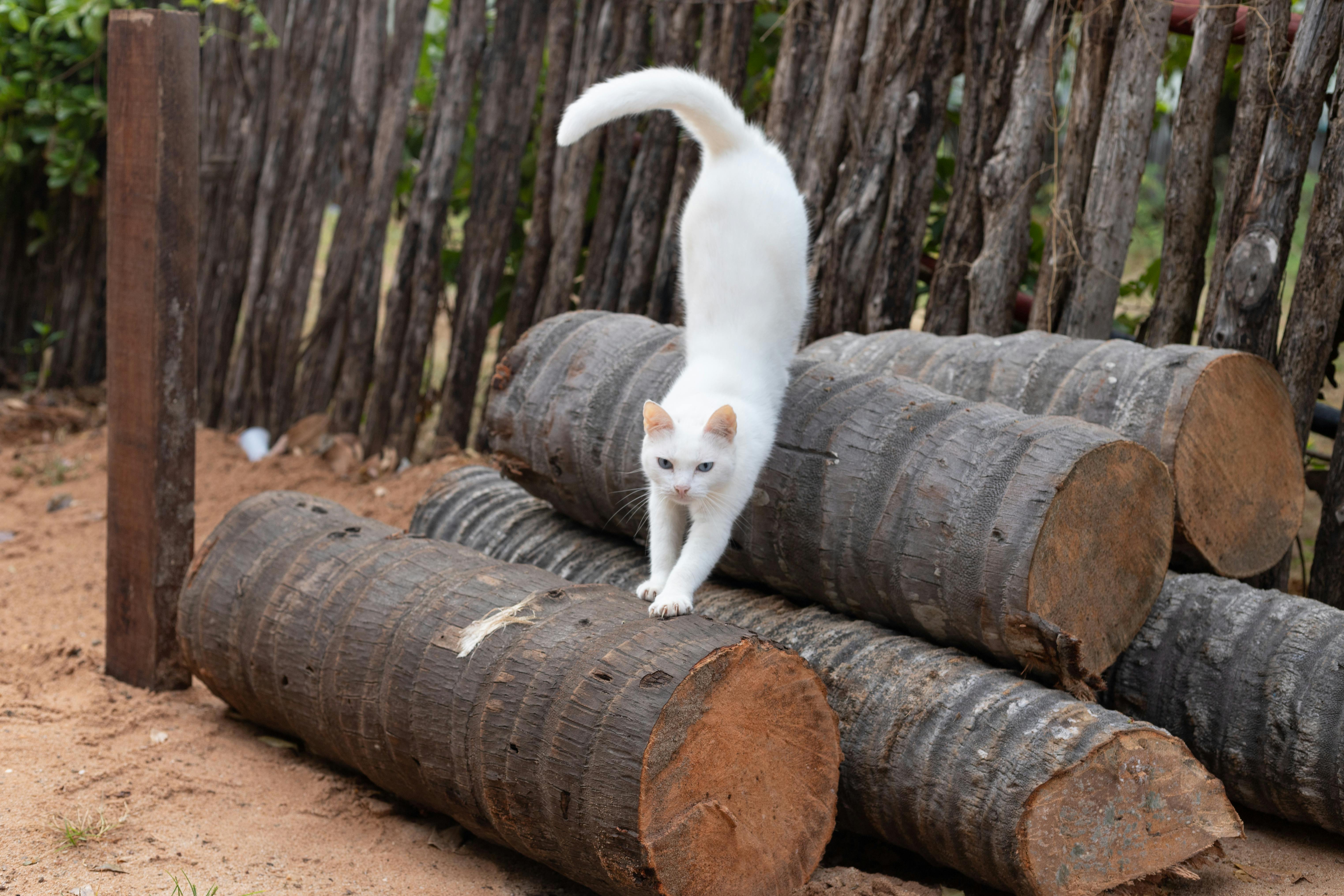 Cat on Tree Logs · Free Stock Photo