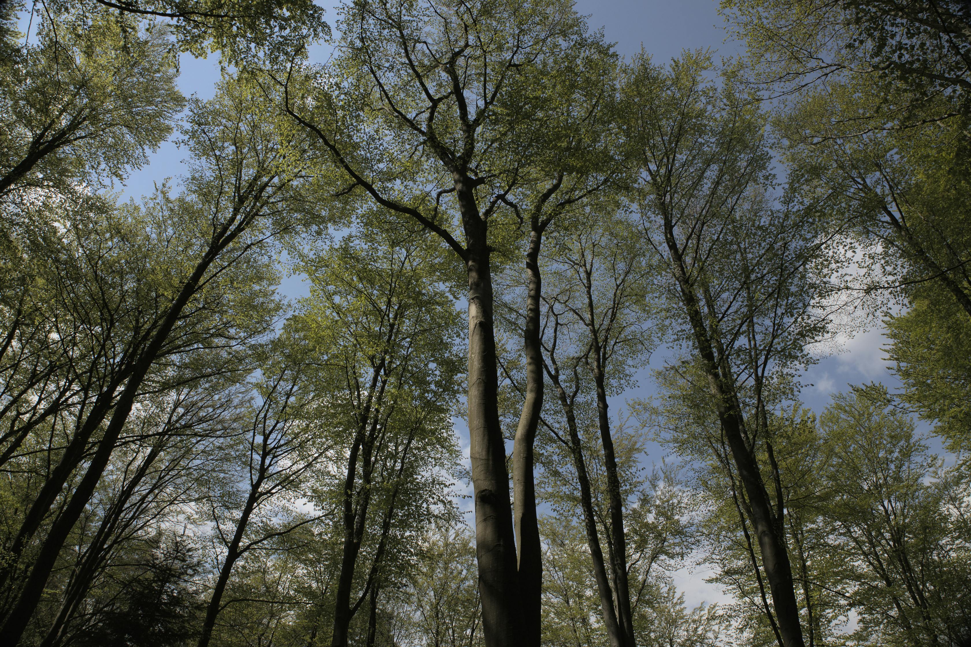 Low Angle View of Trees in a Forest · Free Stock Photo