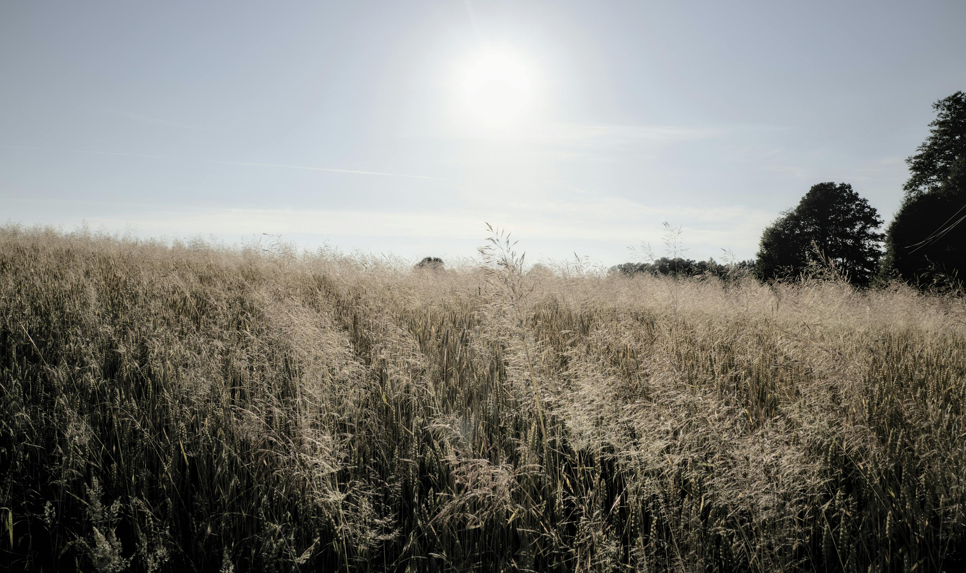 Sunny Field of Reeds · Free Stock Photo