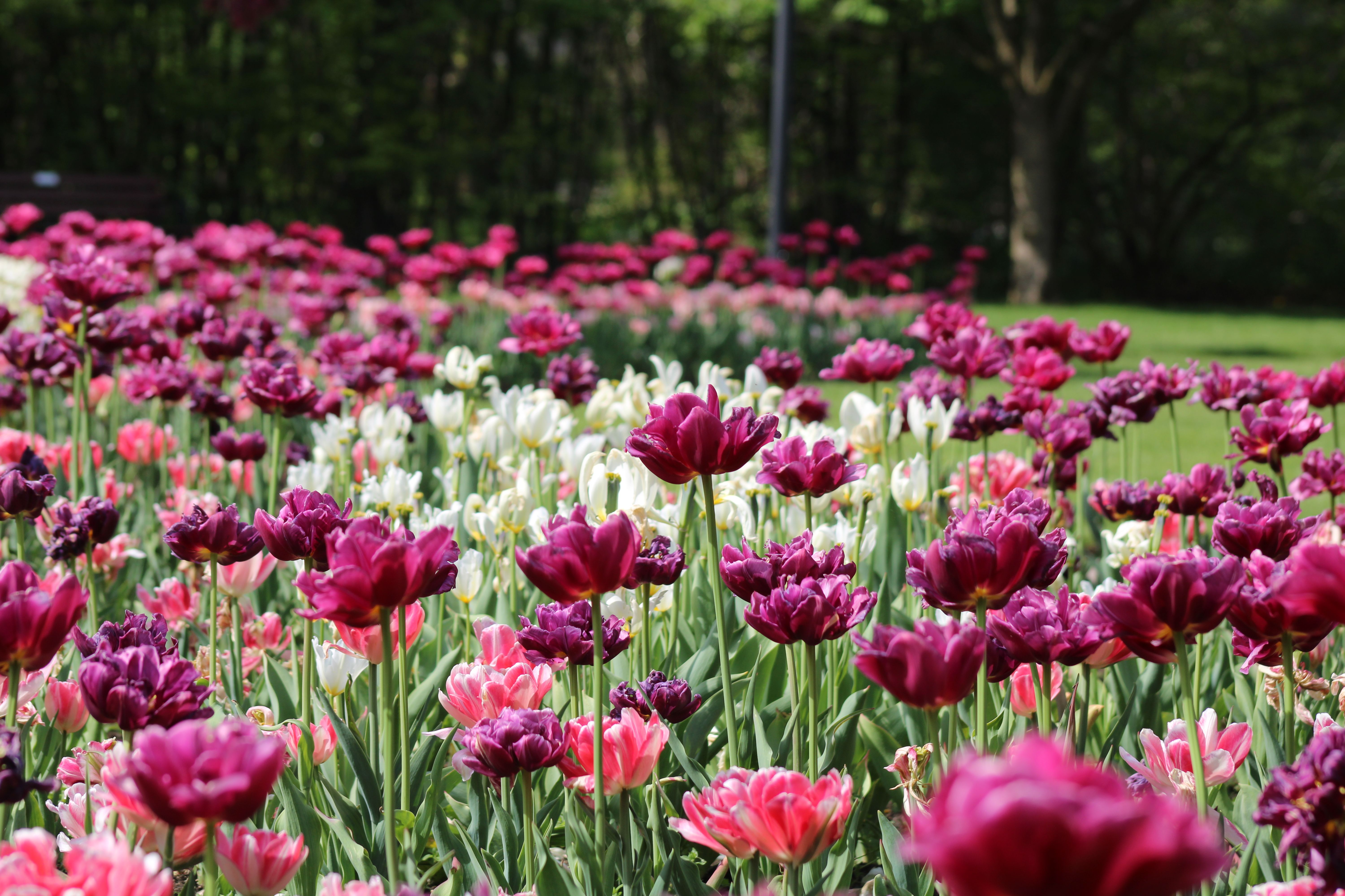 Close-Up Shot of Blooming Tulips · Free Stock Photo