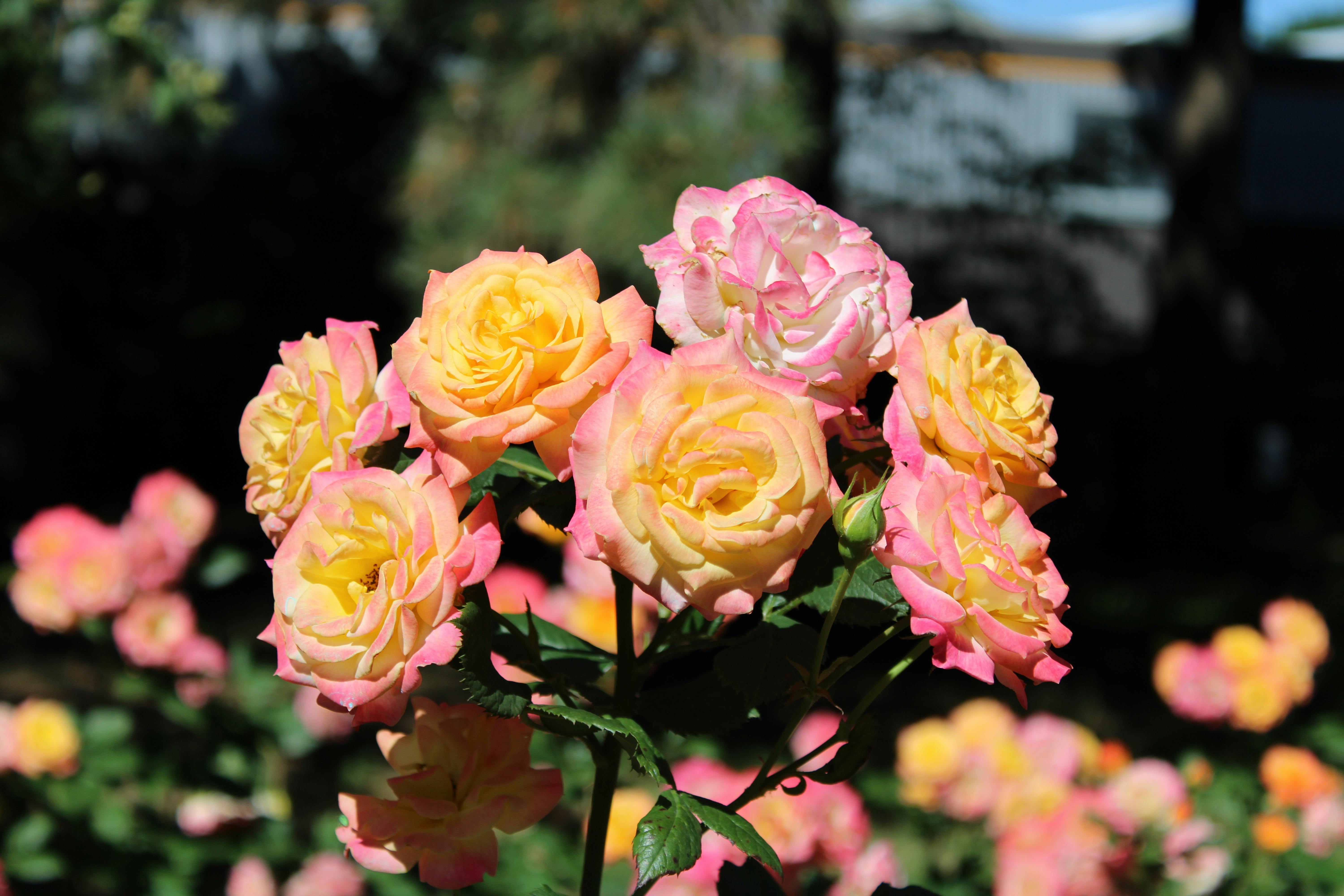 Close-Up Shot of Blooming Peace Roses · Free Stock Photo