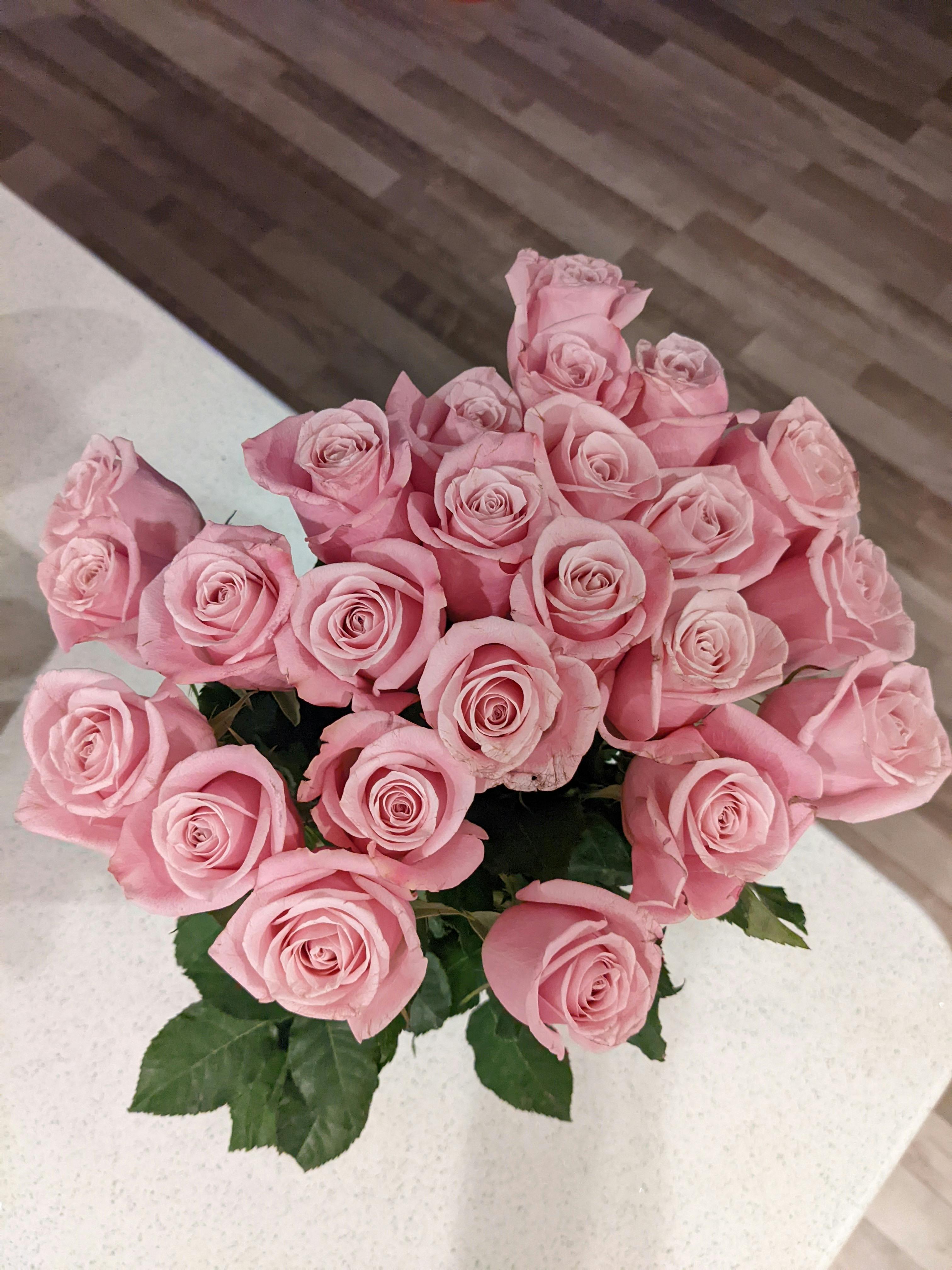Close-Up Shot of Blooming Pink Roses · Free Stock Photo