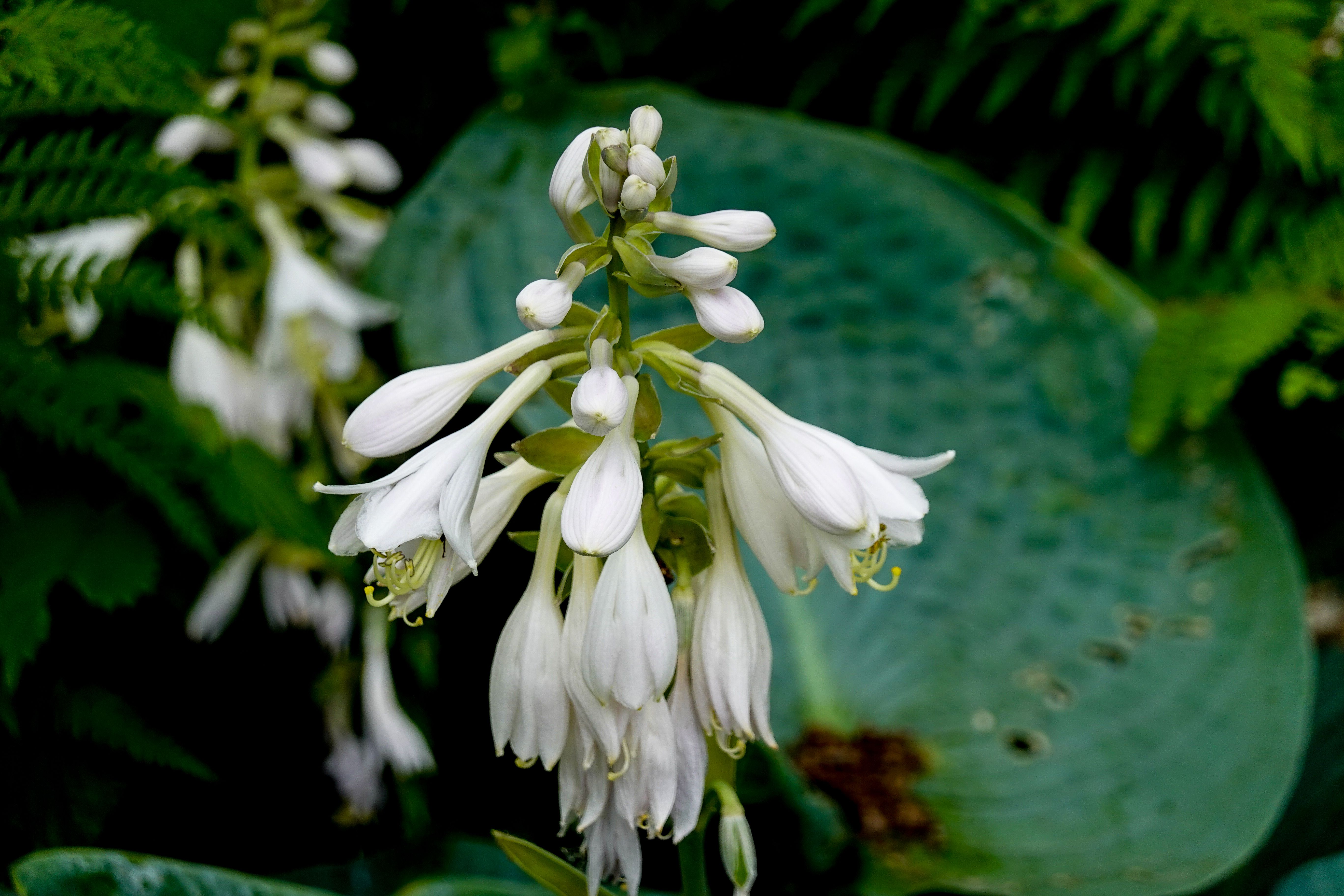 Hosta Photos, Download The BEST Free Hosta Stock Photos & HD Images