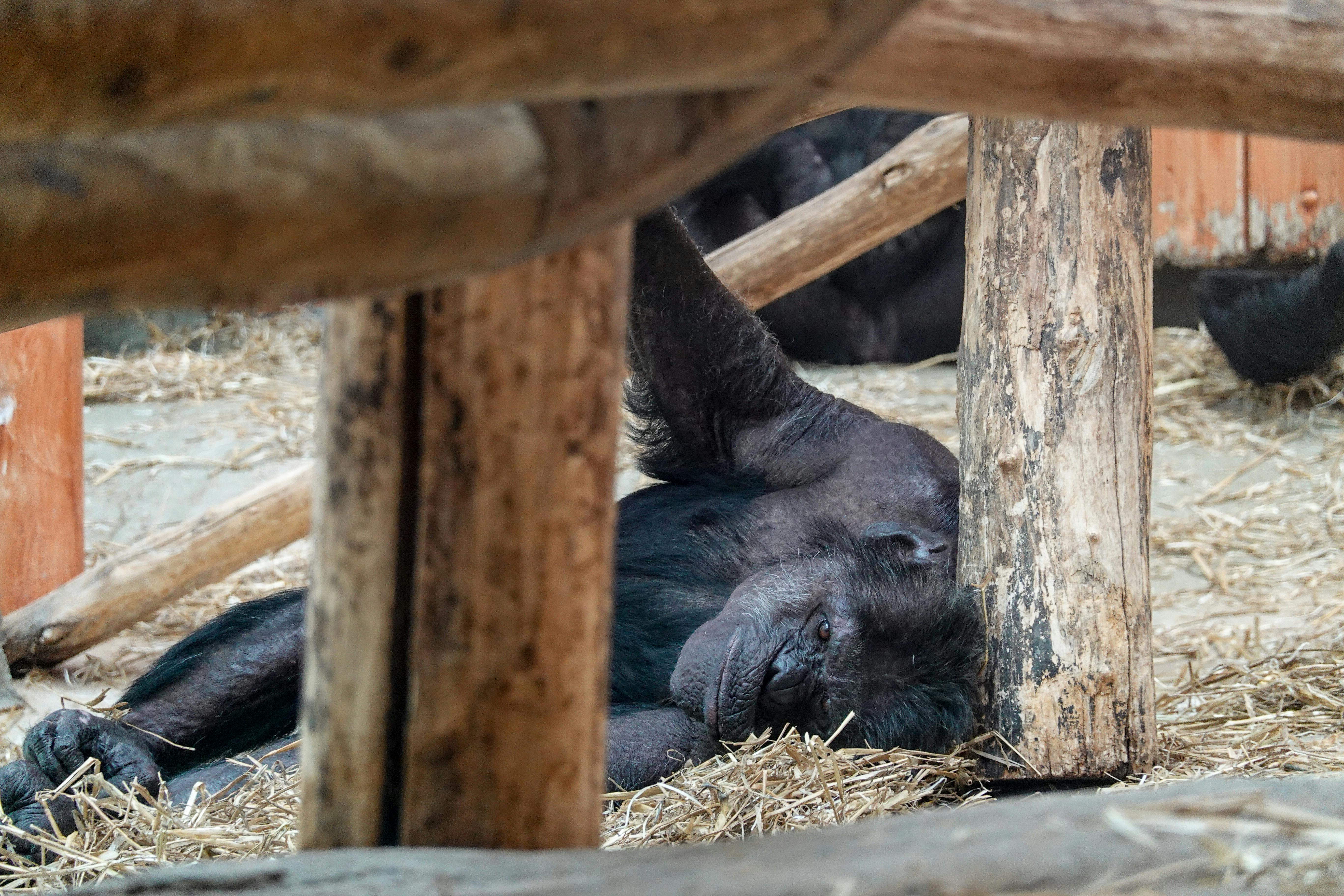An Ape Lying on the Ground in a ZOO · Free Stock Photo