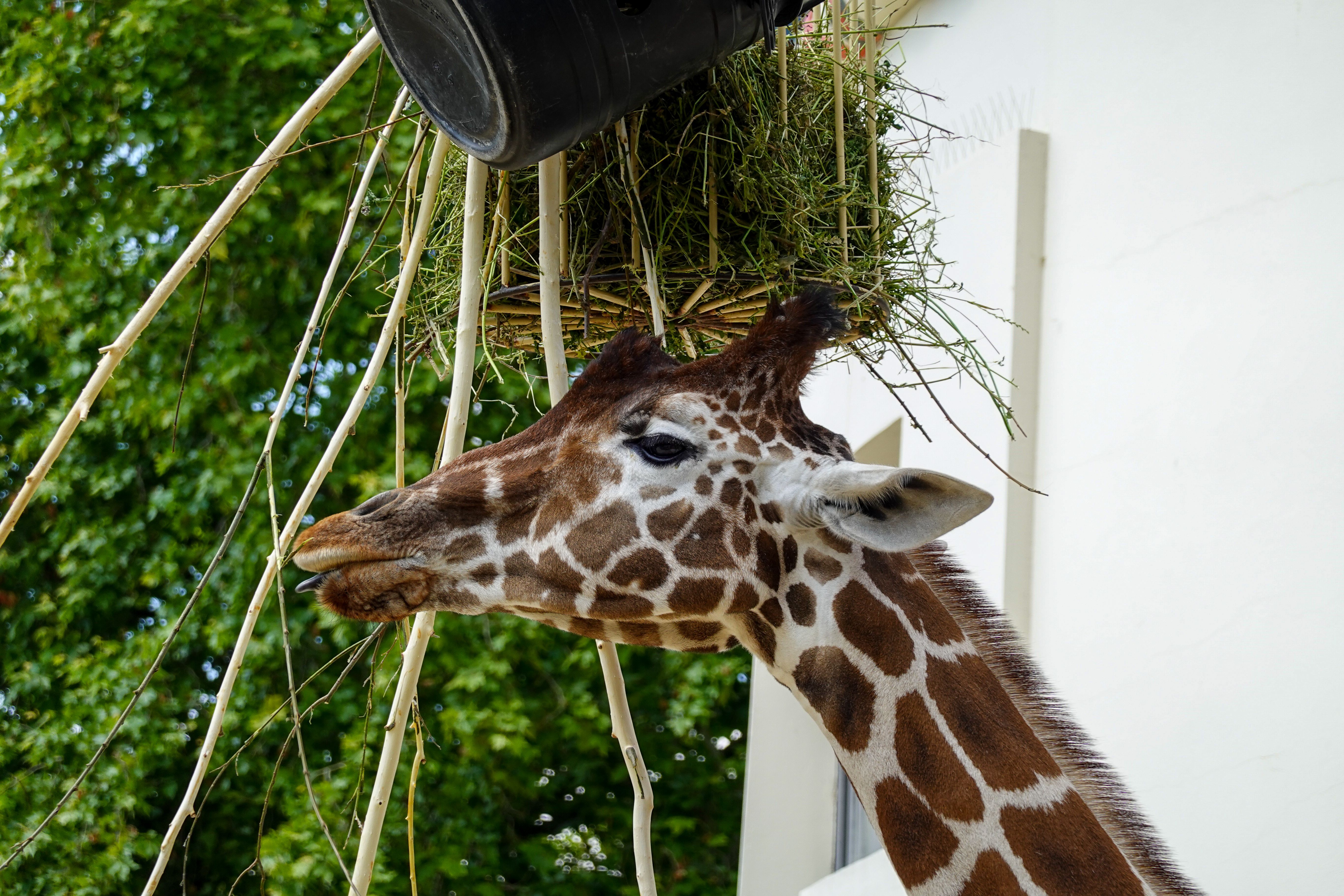 Close-up of a Giraffe Getting Fed · Free Stock Photo