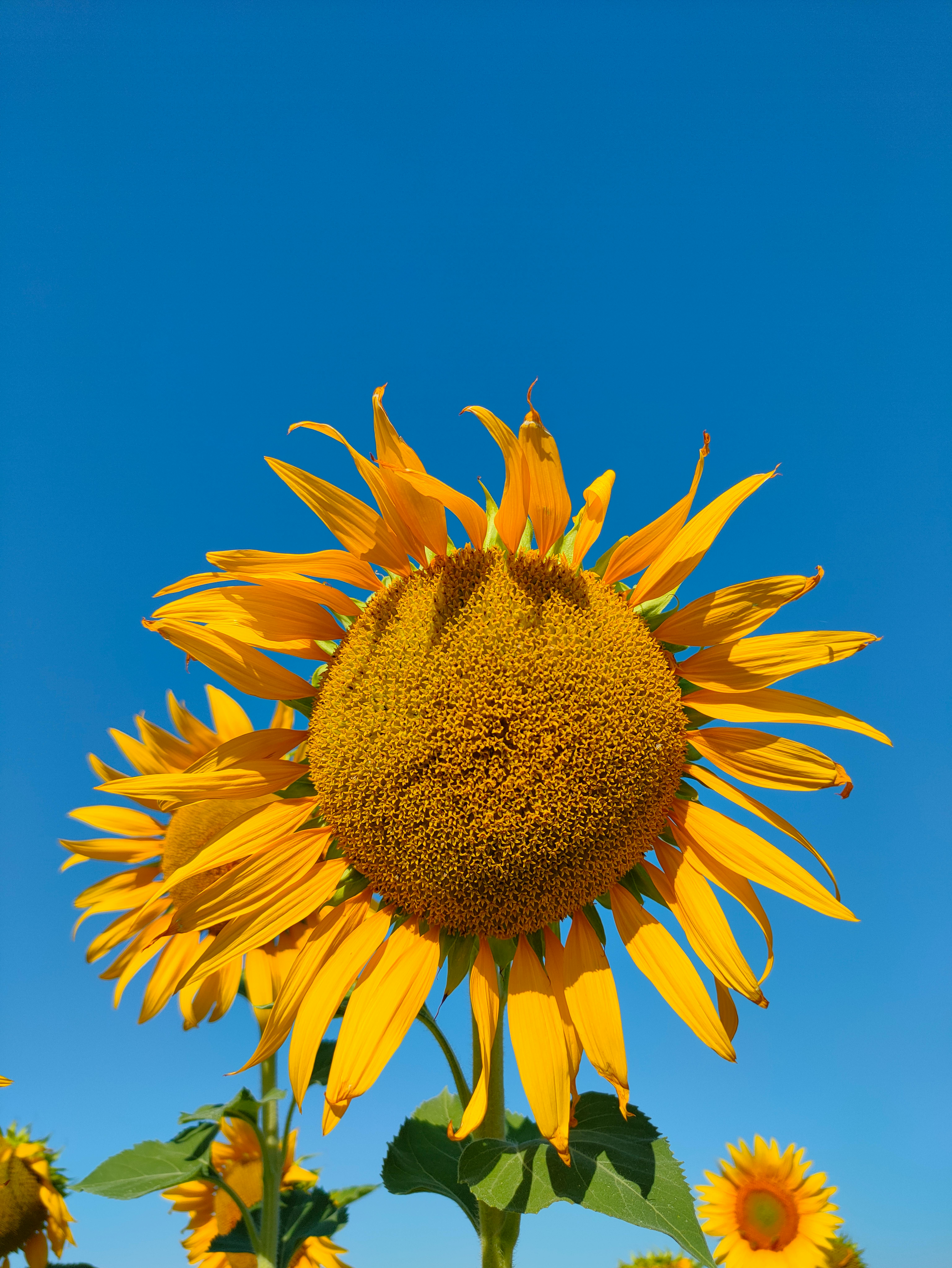 Sunflower Colorless Photos, Download Free Sunflower Colorless Stock ...