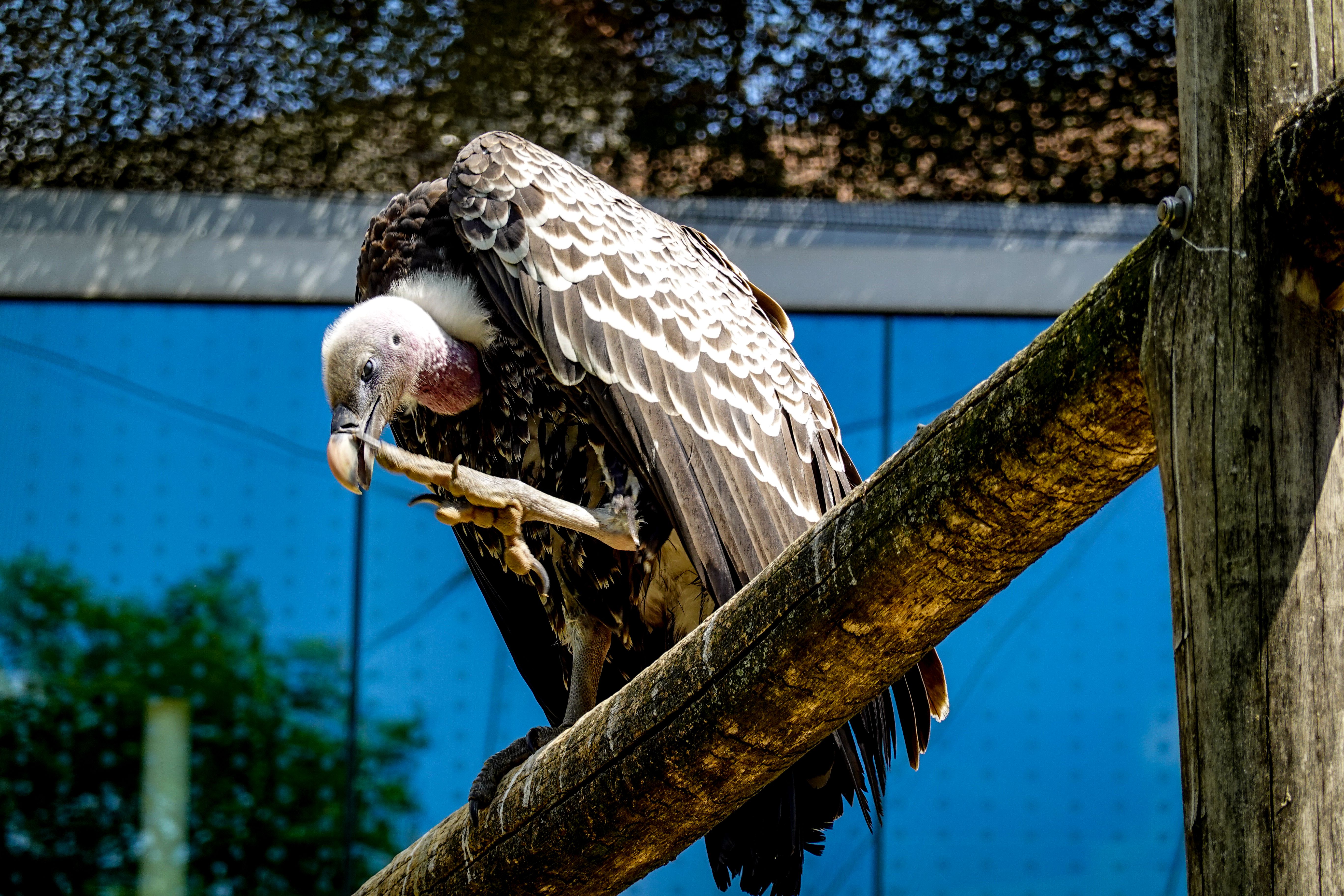 Close-Up Shot of a Vulture Perched on the Branch · Free Stock Photo