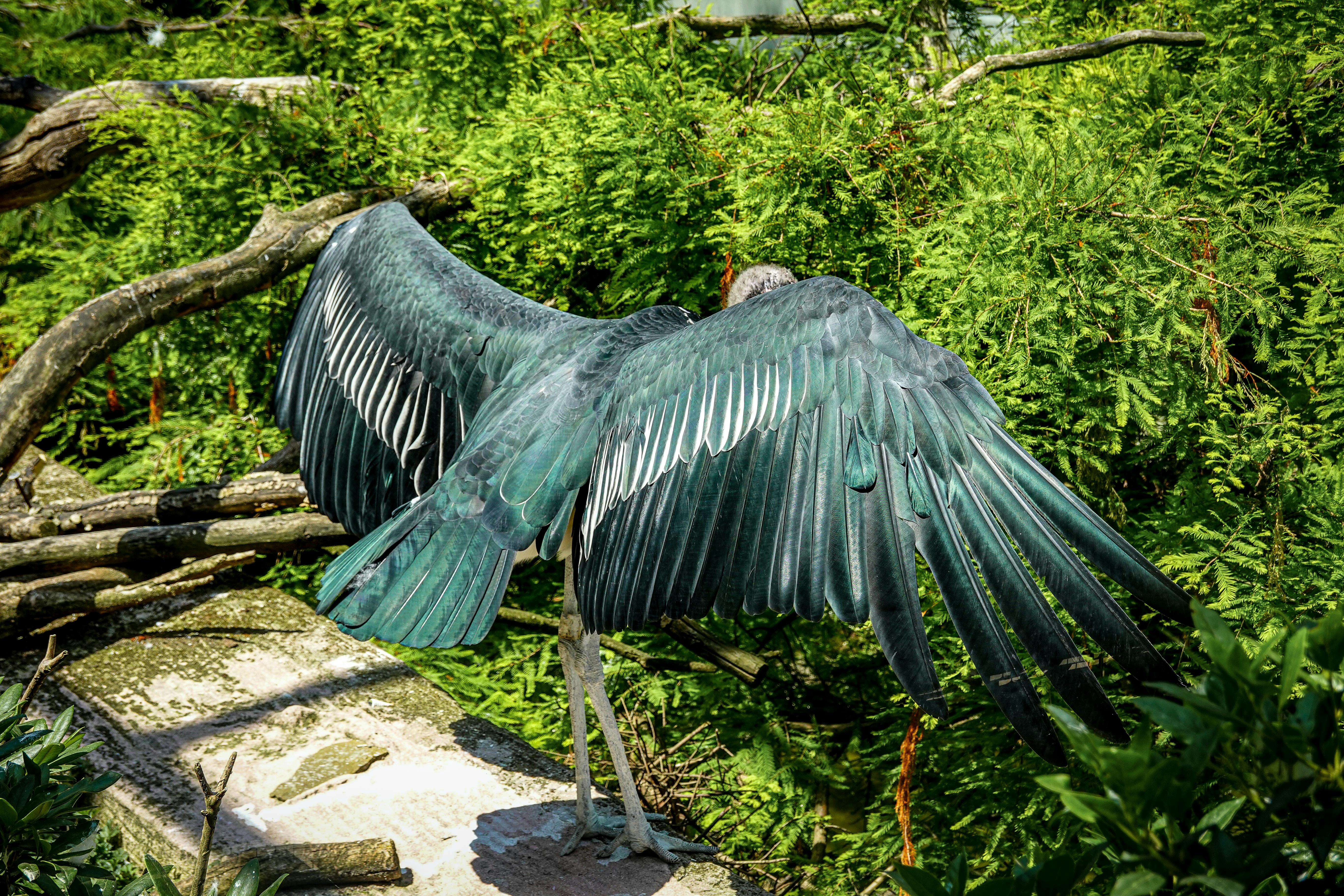 Bird Stretching out Its Wings · Free Stock Photo