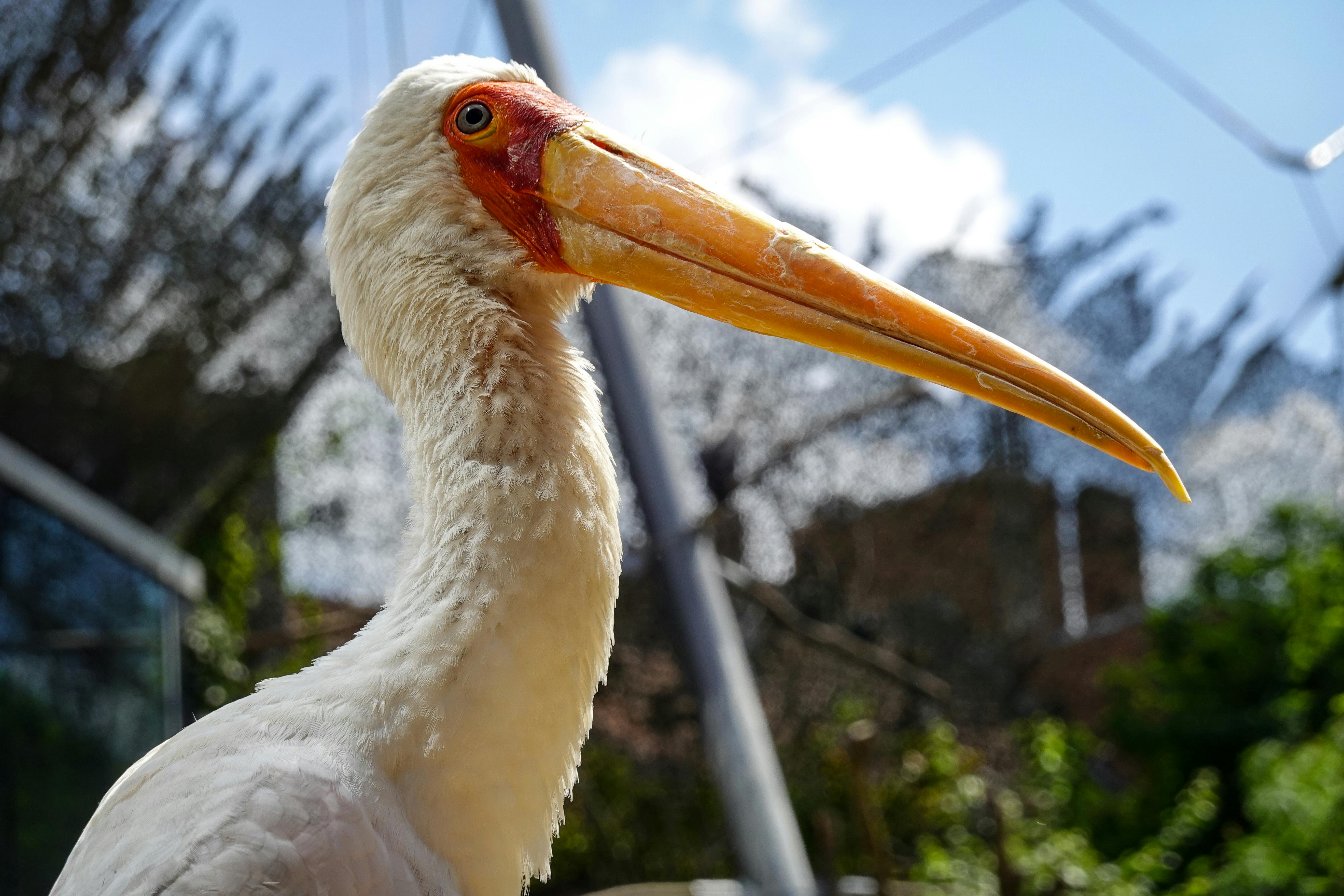 Close-up of a Yellow-Billed Stork · Free Stock Photo
