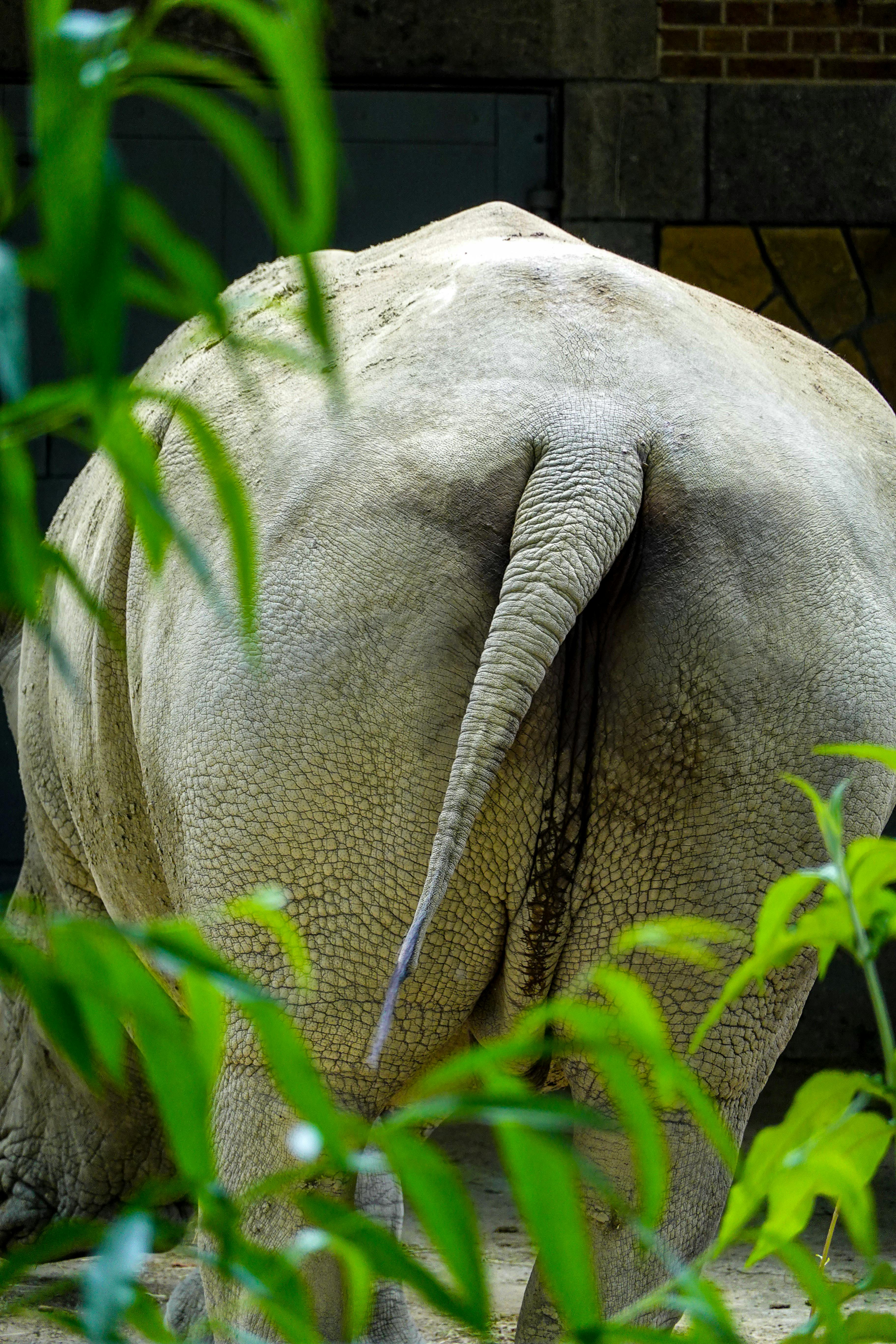 Back View of a Rhinoceros · Free Stock Photo