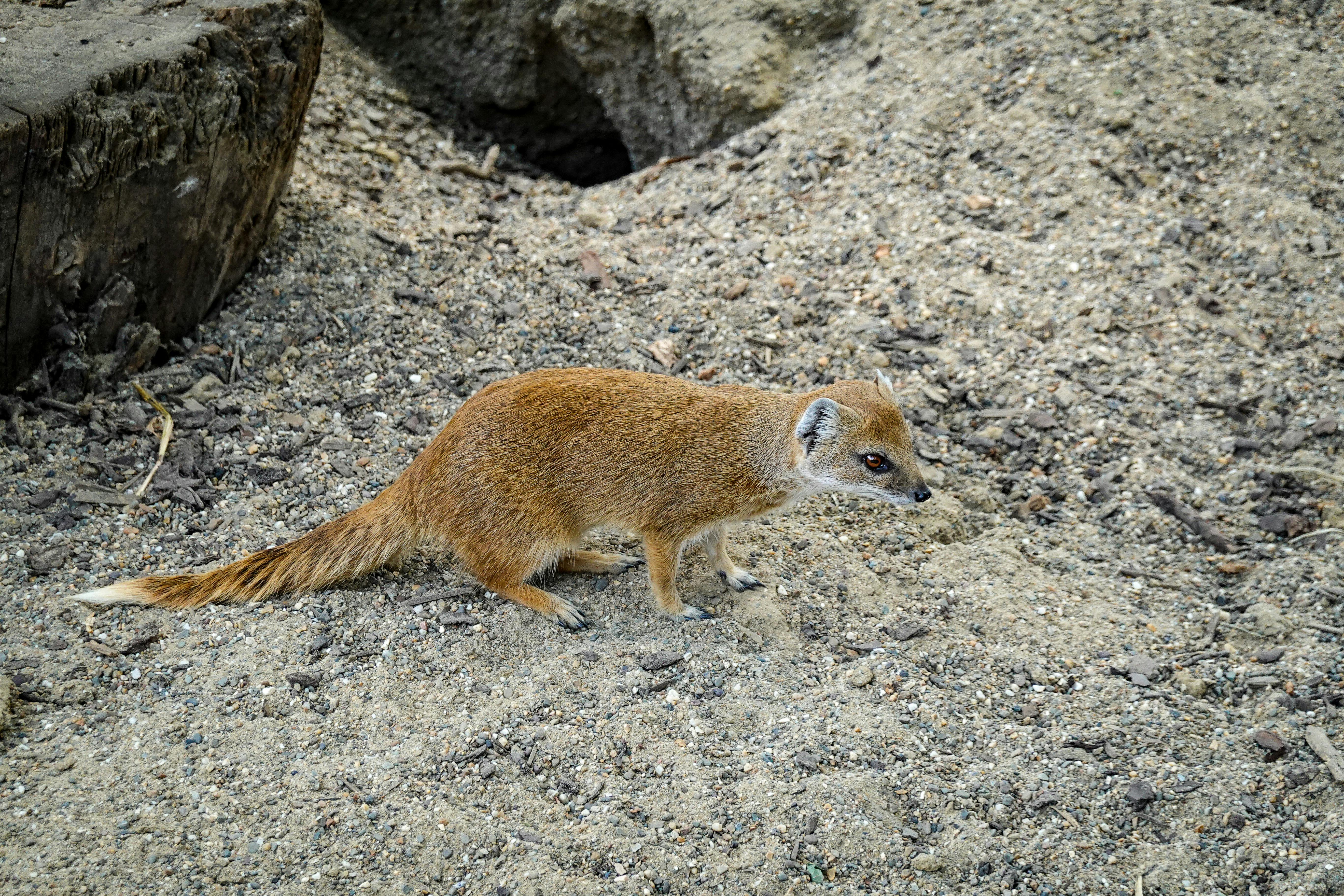 Close-Up Shot of a Yellow Mongoose on the Ground · Free Stock Photo