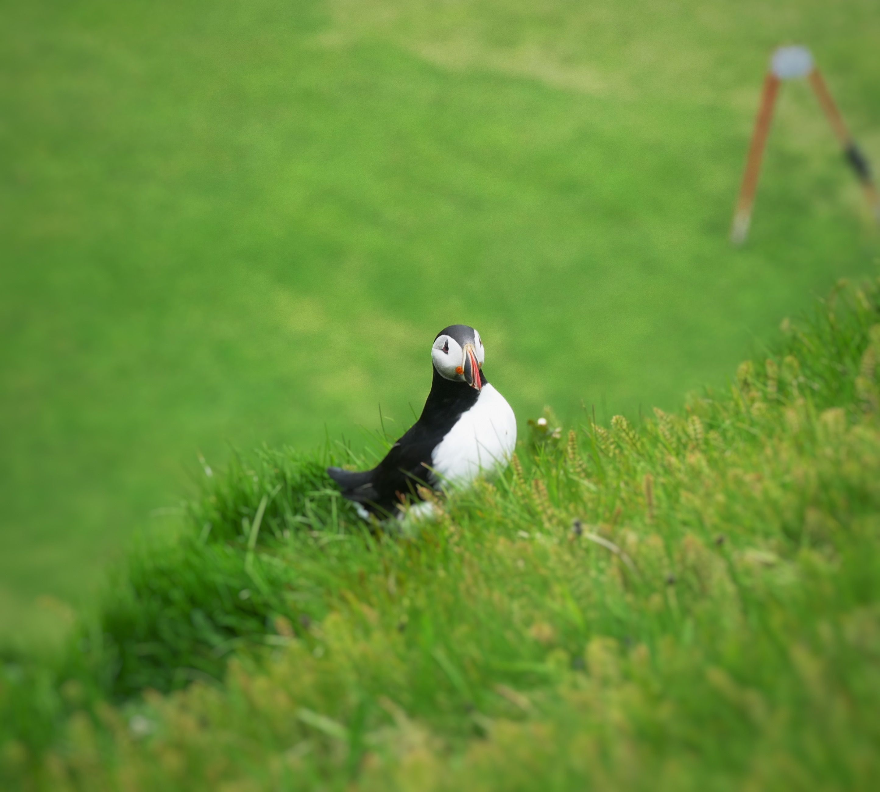 Photo of Atlantic Puffin · Free Stock Photo