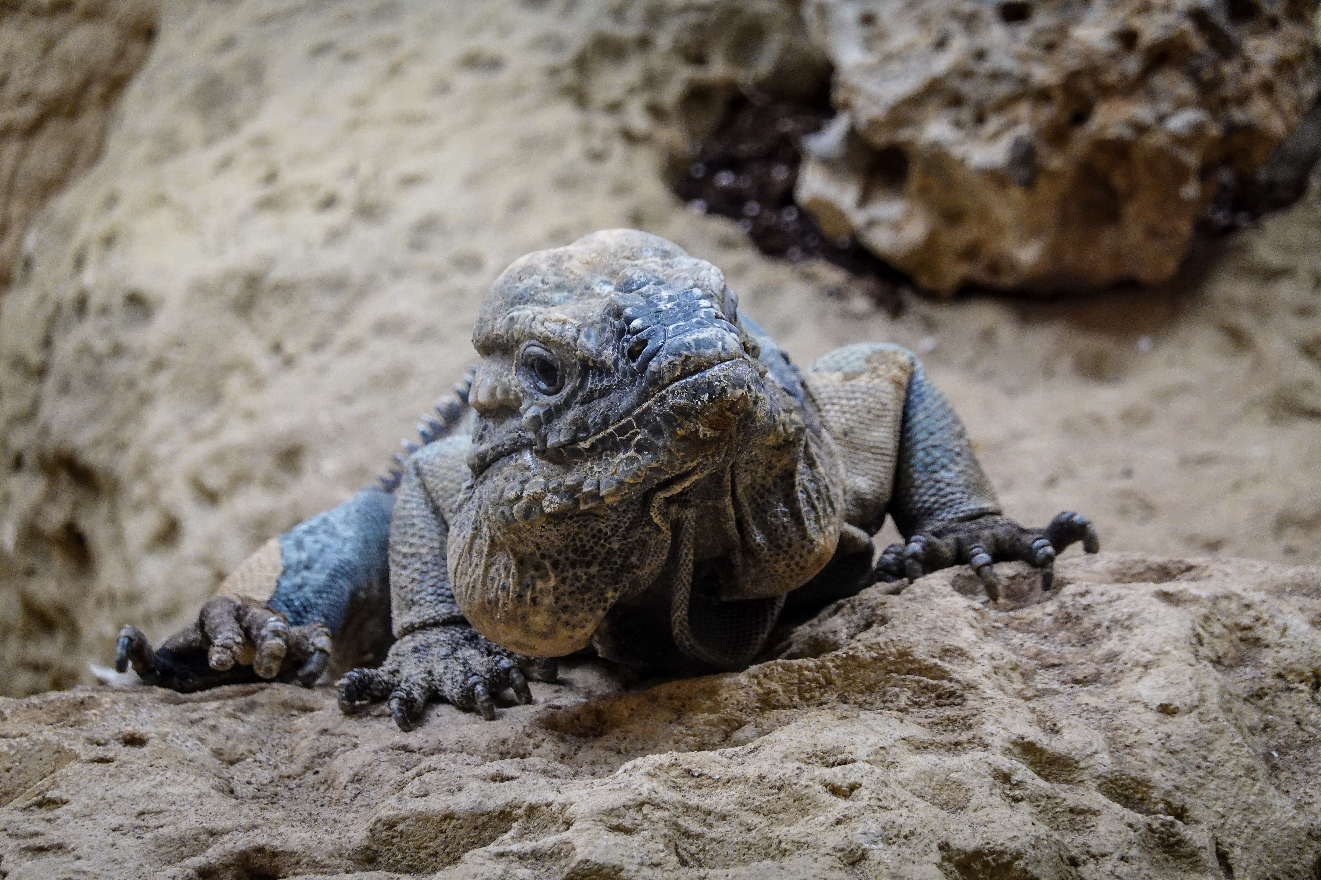 Close-up of a Iguana · Free Stock Photo