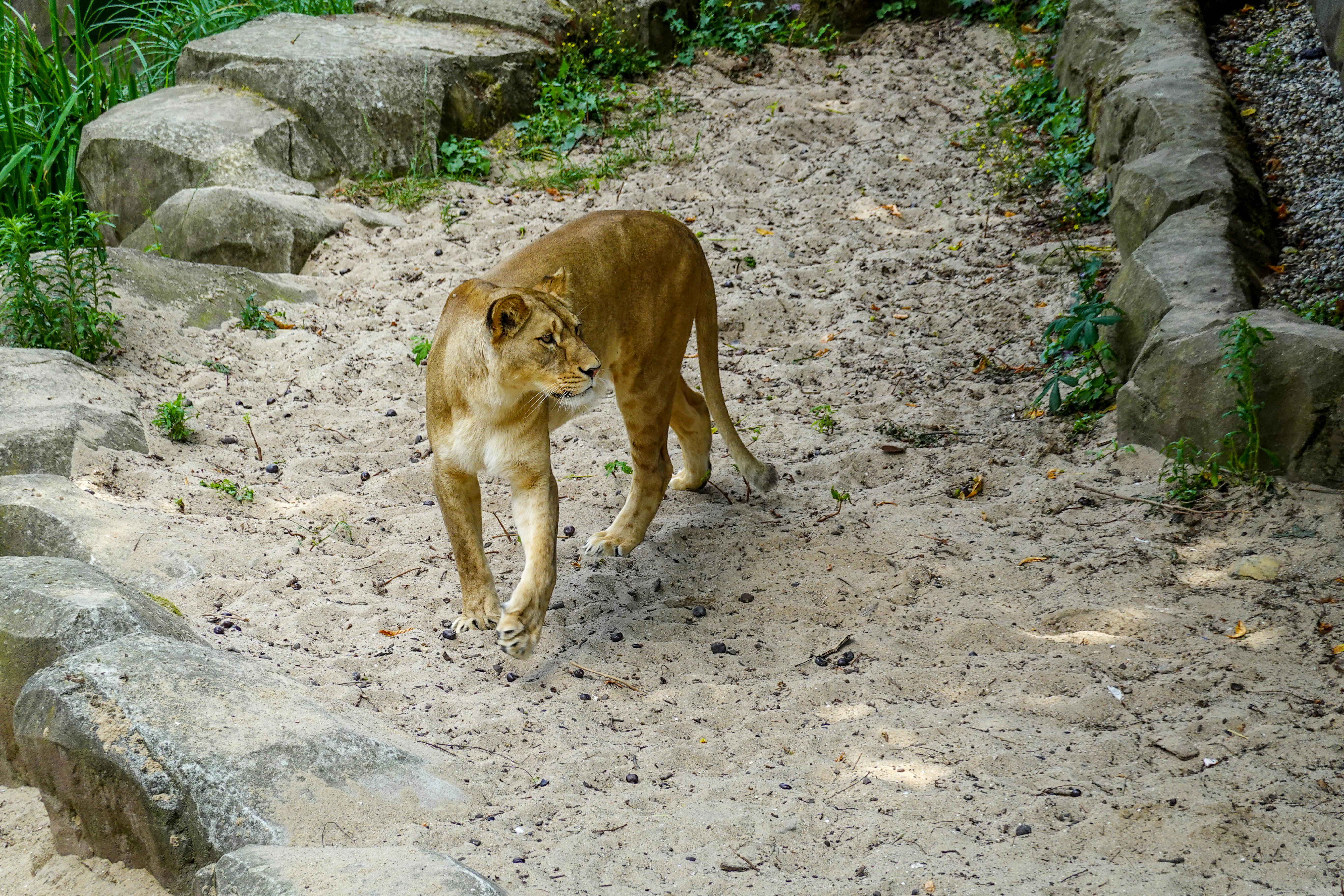 Close-up of a Lioness in Captivity · Free Stock Photo