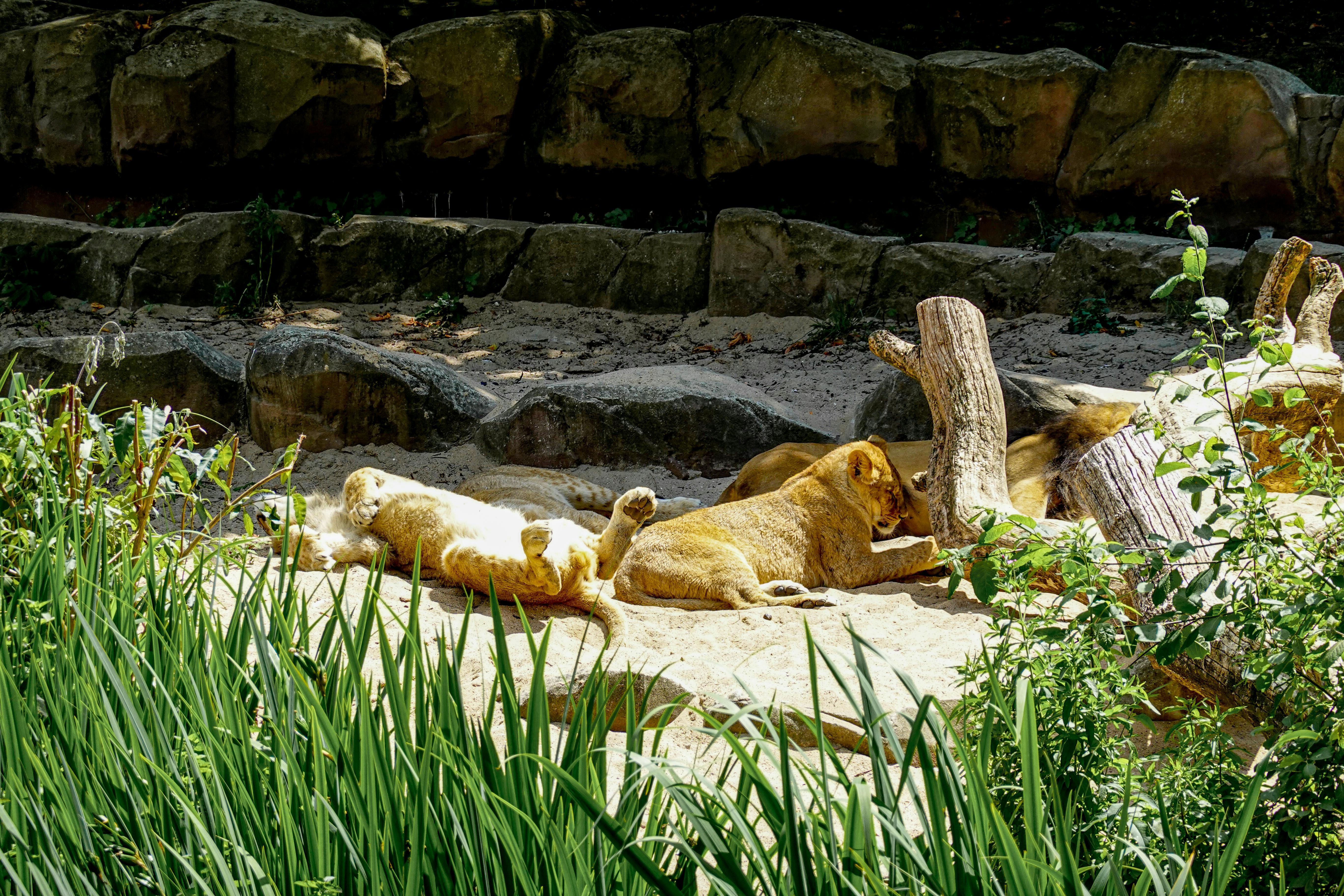 View of Lions Lying on Sand in a Zoo · Free Stock Photo