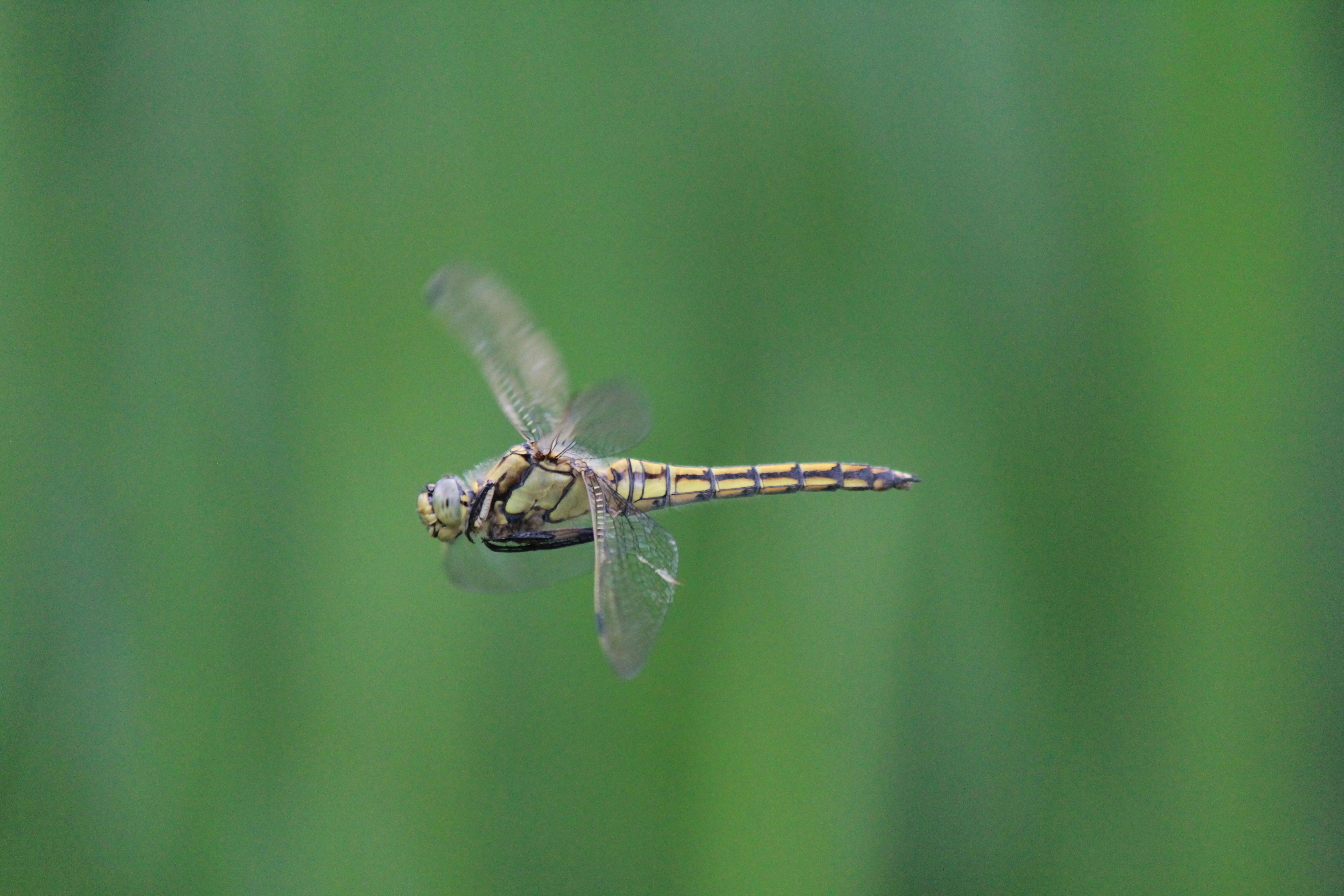 Close up of Dragonfly MId-Air · Free Stock Photo