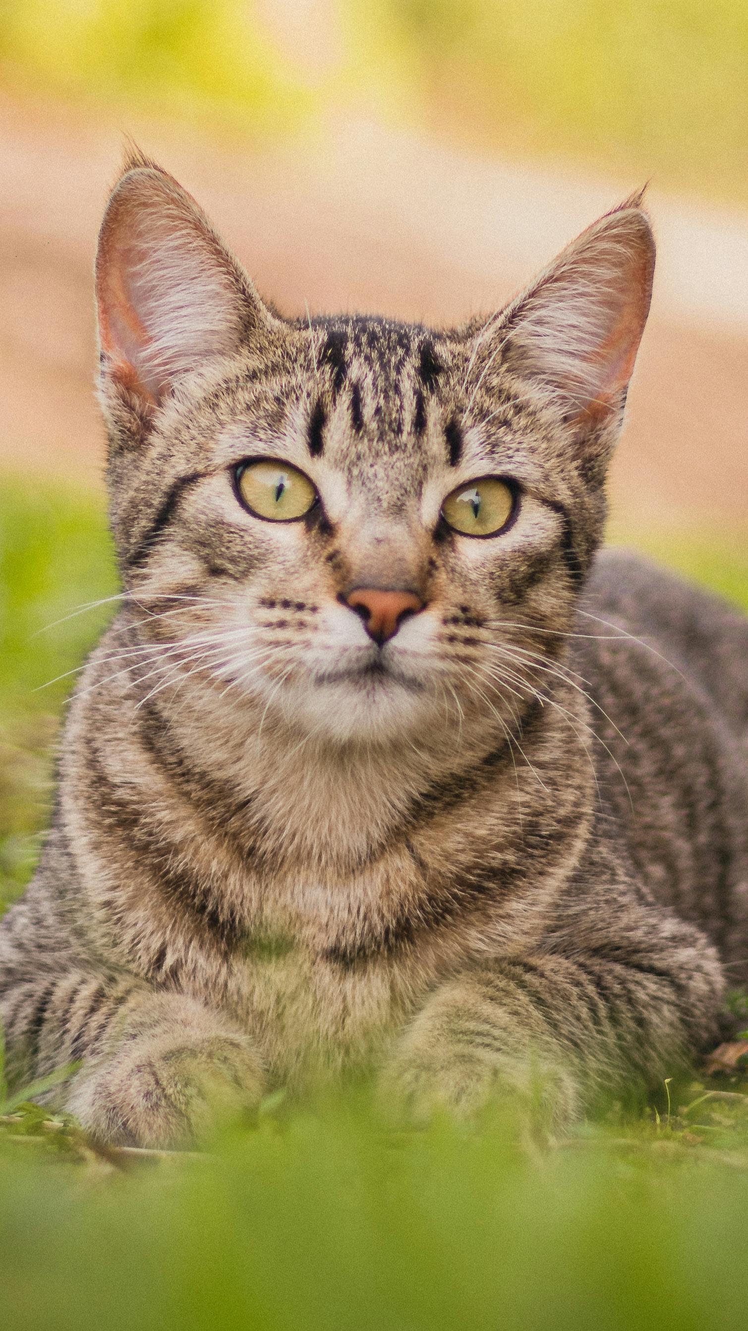 Cat Ong Photos, Download Free Cat Ong Stock Photos & HD Images