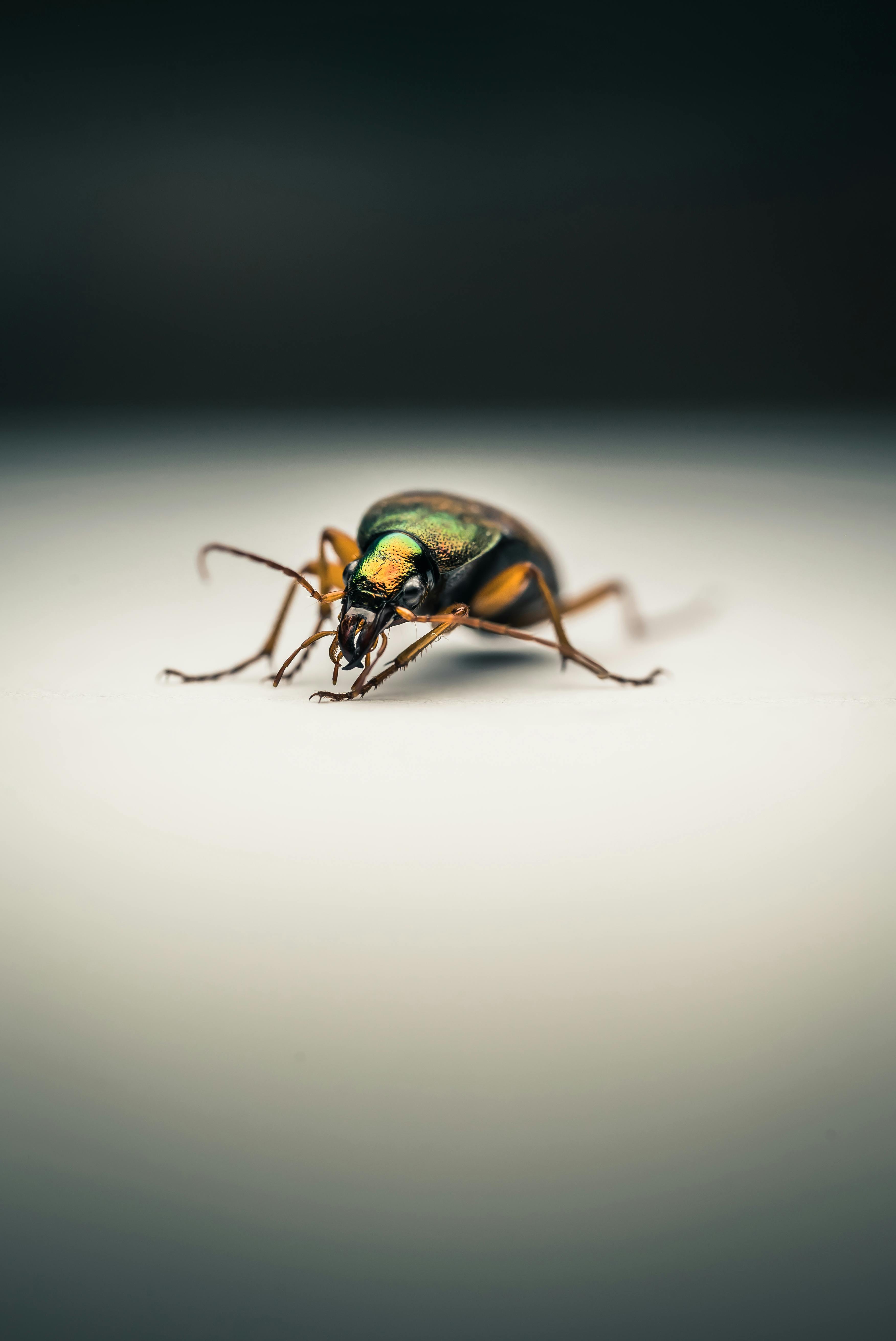 Extreme Close-up of an Insect · Free Stock Photo