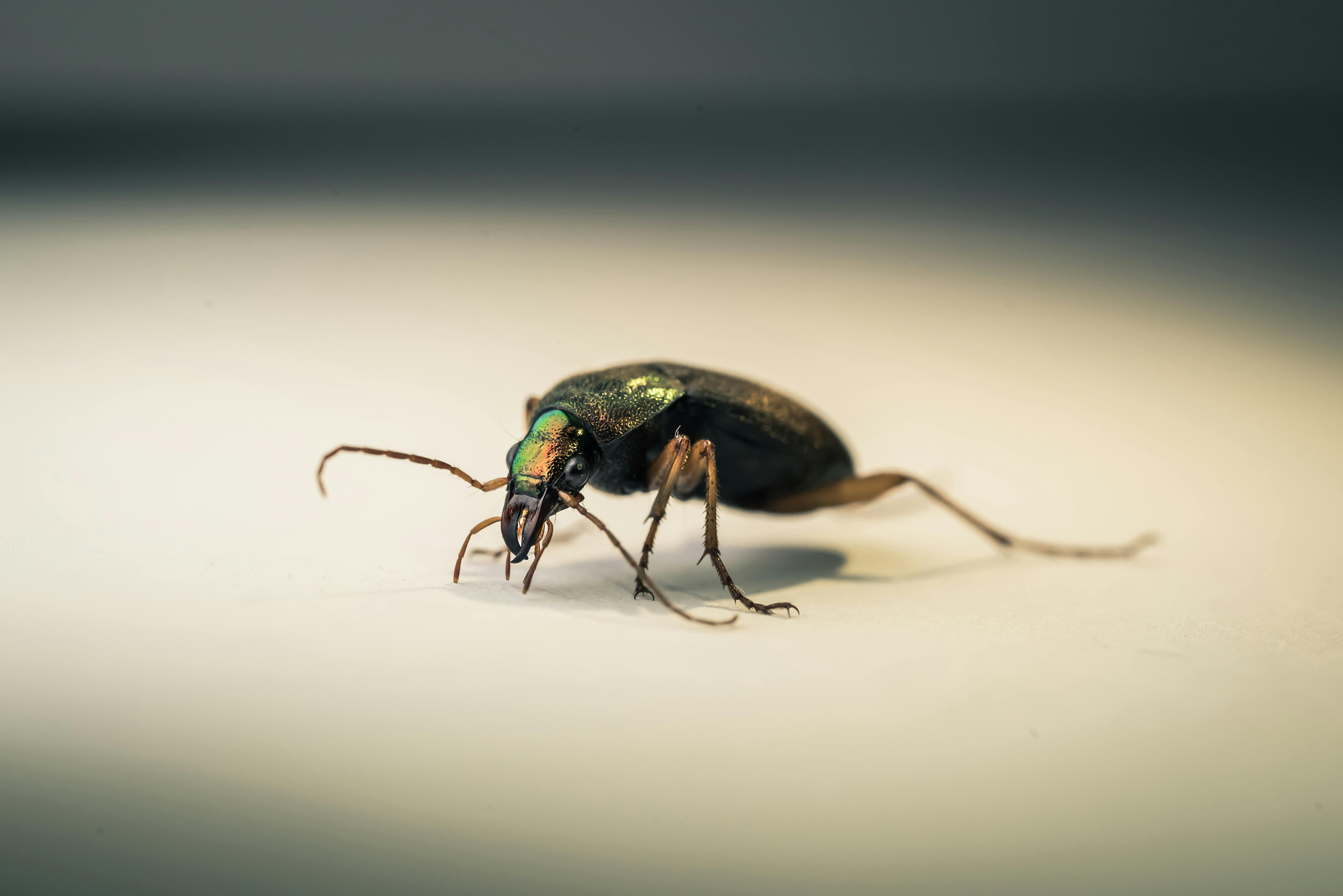 Close Up Photo of a Centipede · Free Stock Photo