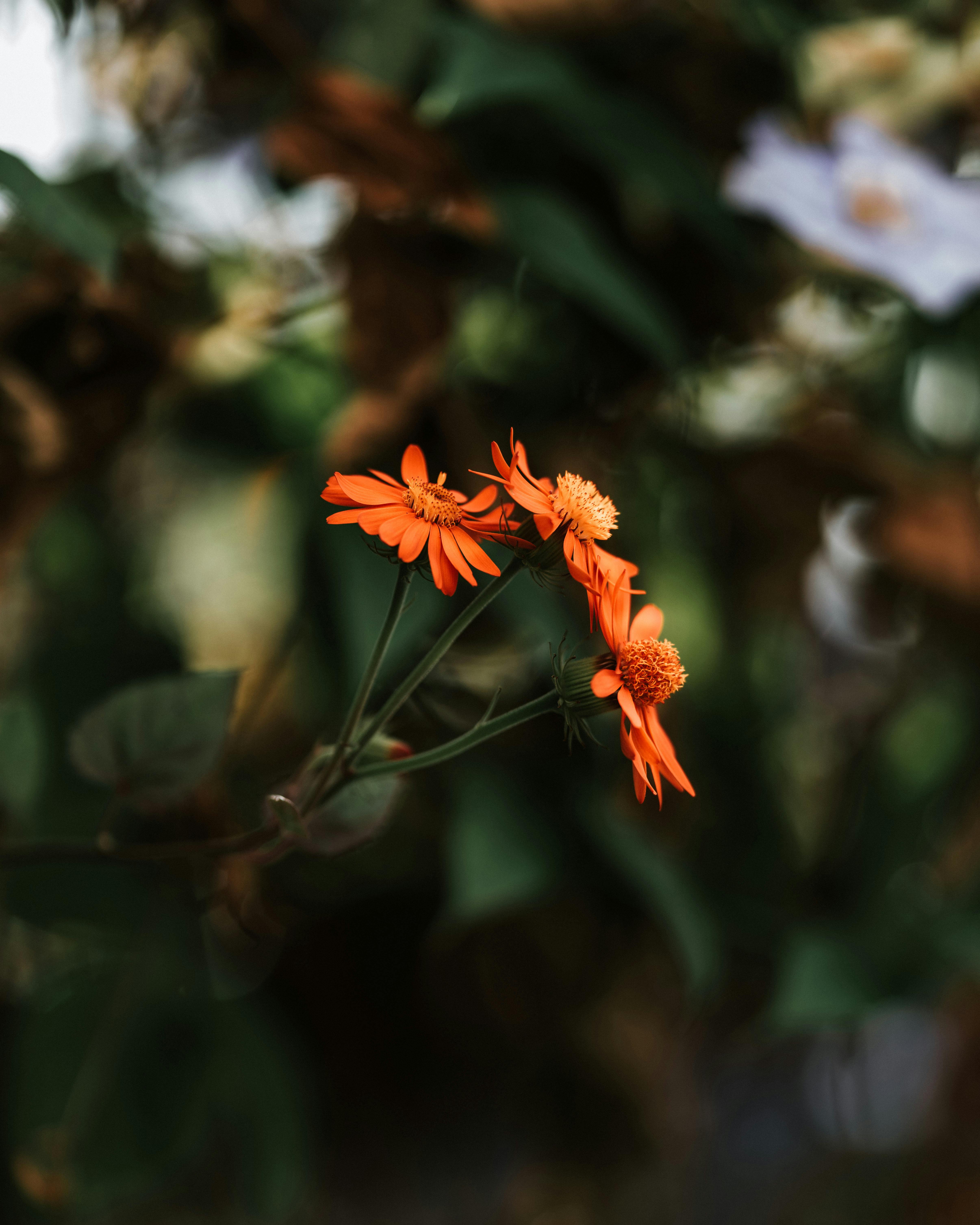 Close Up of Blooming Flowers · Free Stock Photo