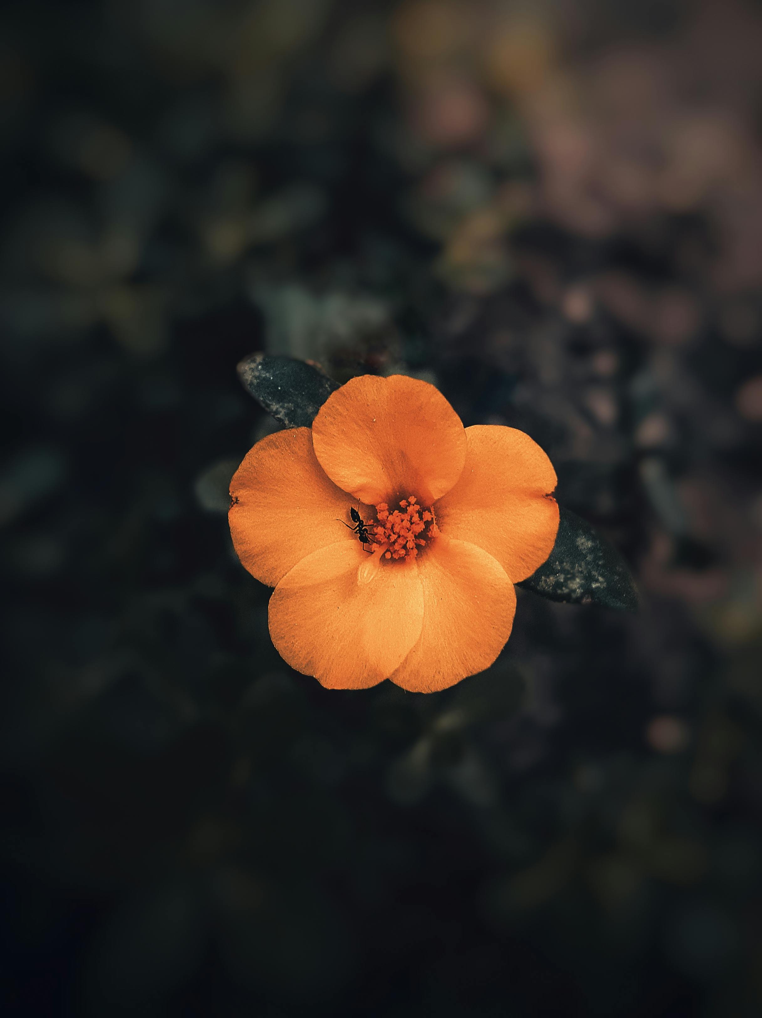 Opium Poppy Flower · Free Stock Photo