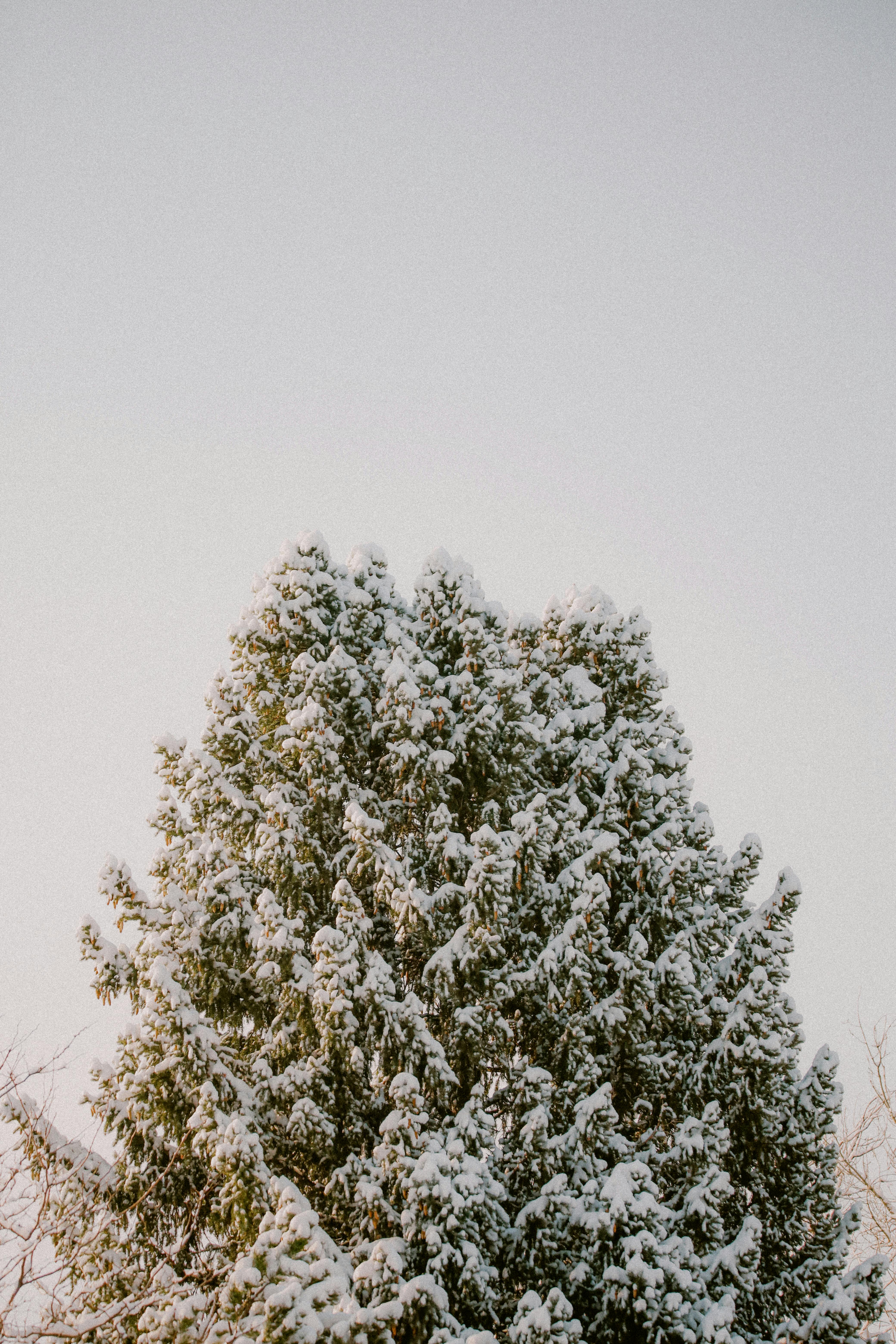 Snow on the Tree · Free Stock Photo