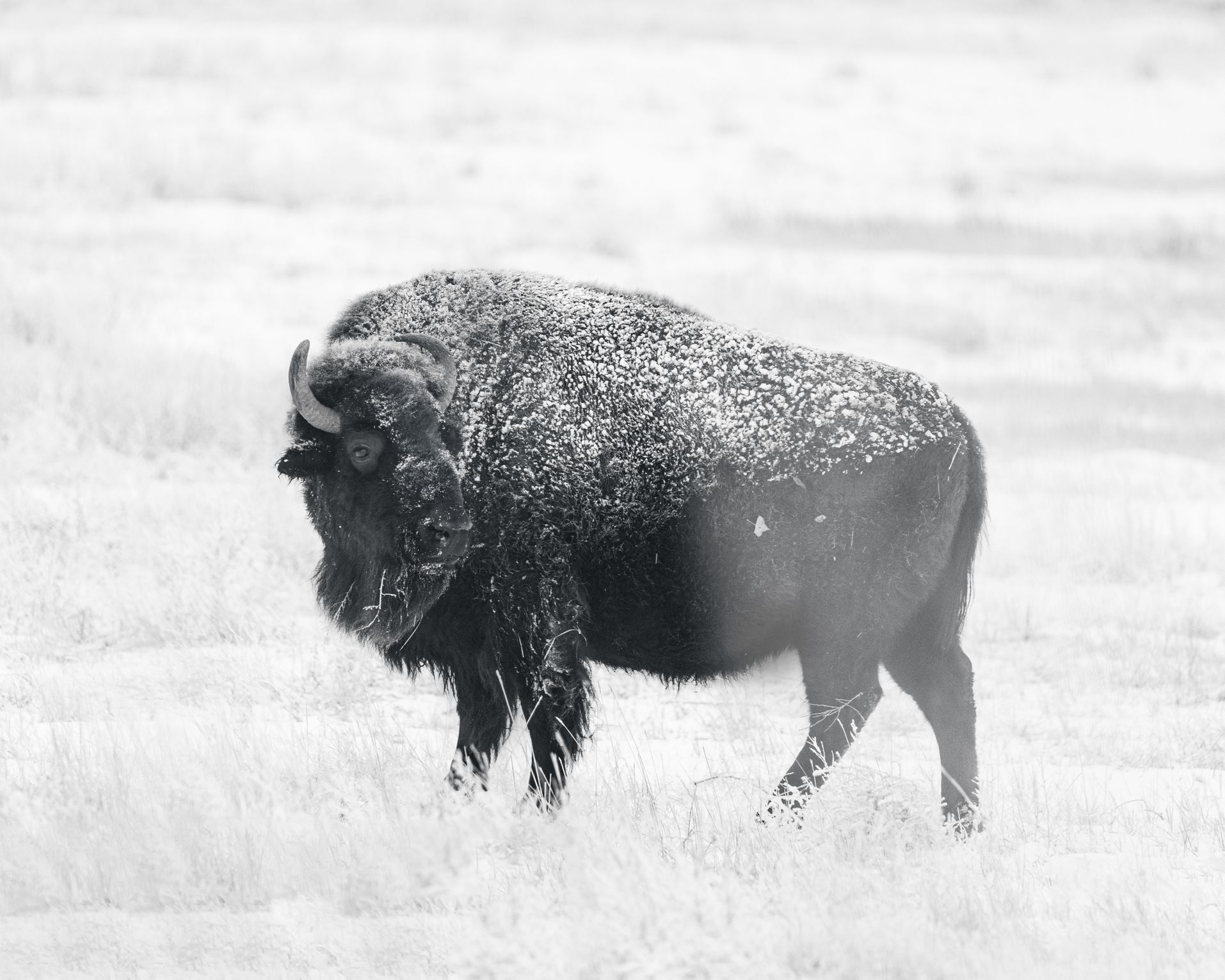 Buffalo Bison Animal Overview and Habitat Insights