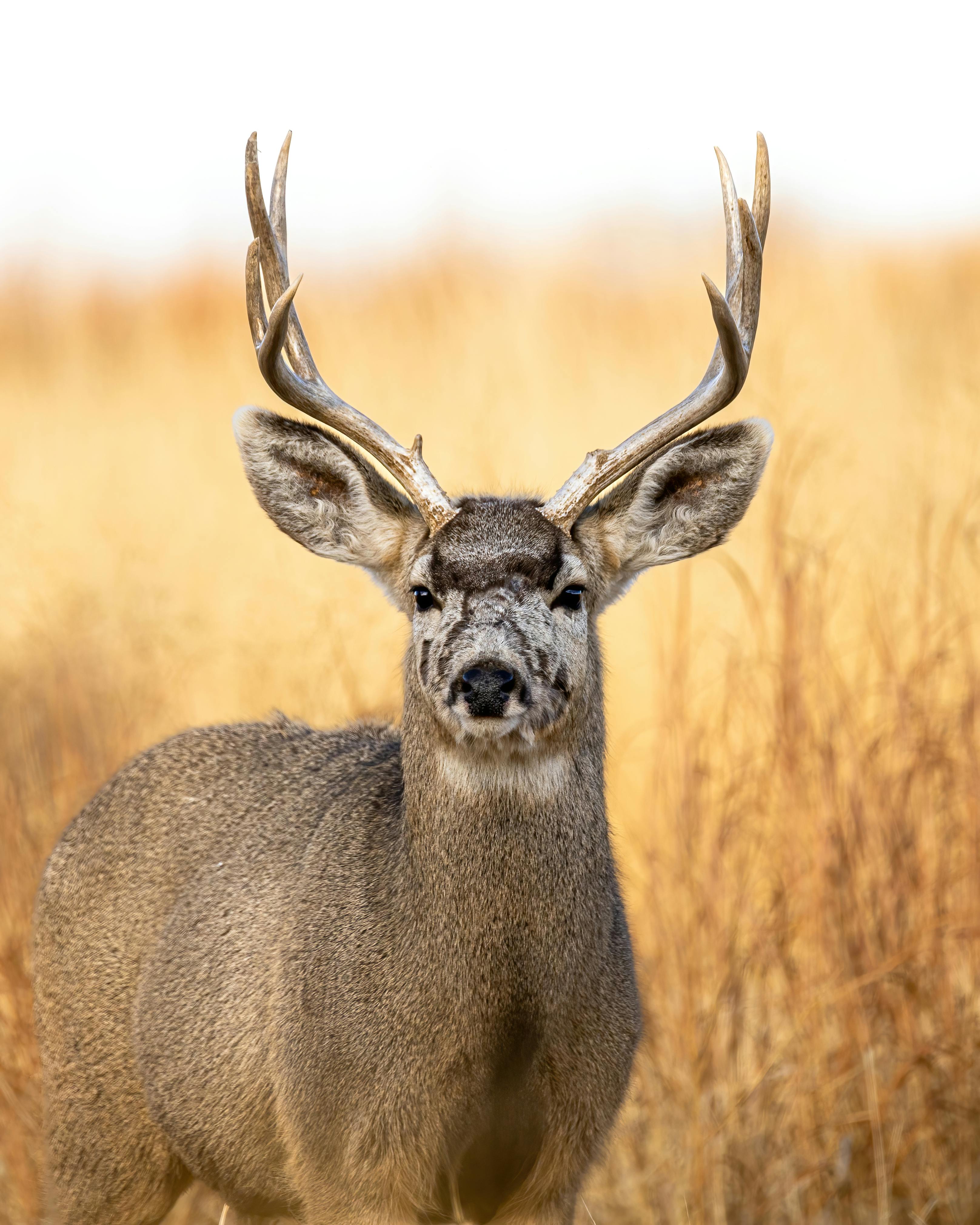 Photo of a Stag · Free Stock Photo