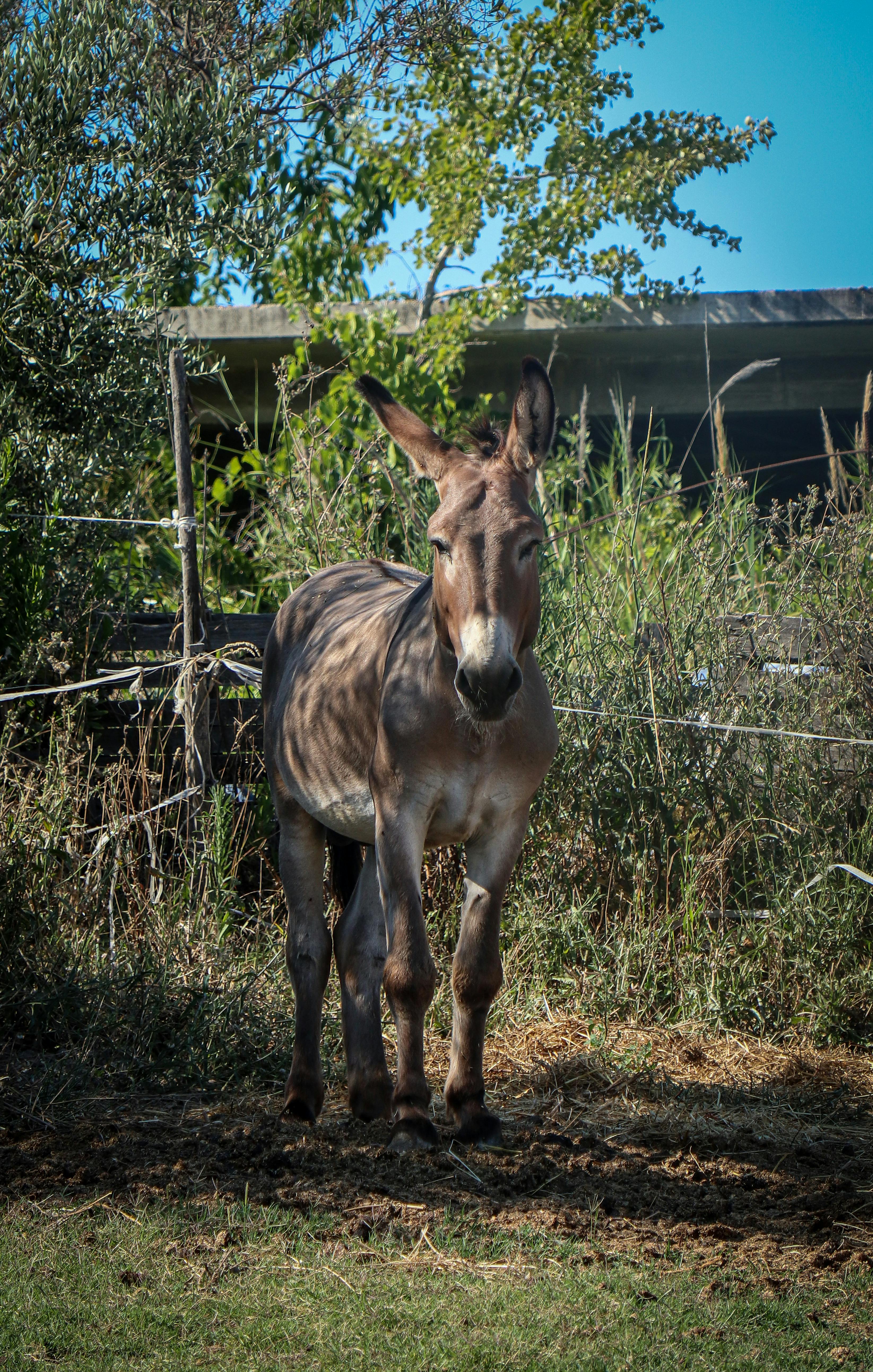Mule Standing Near Green Plants · Free Stock Photo