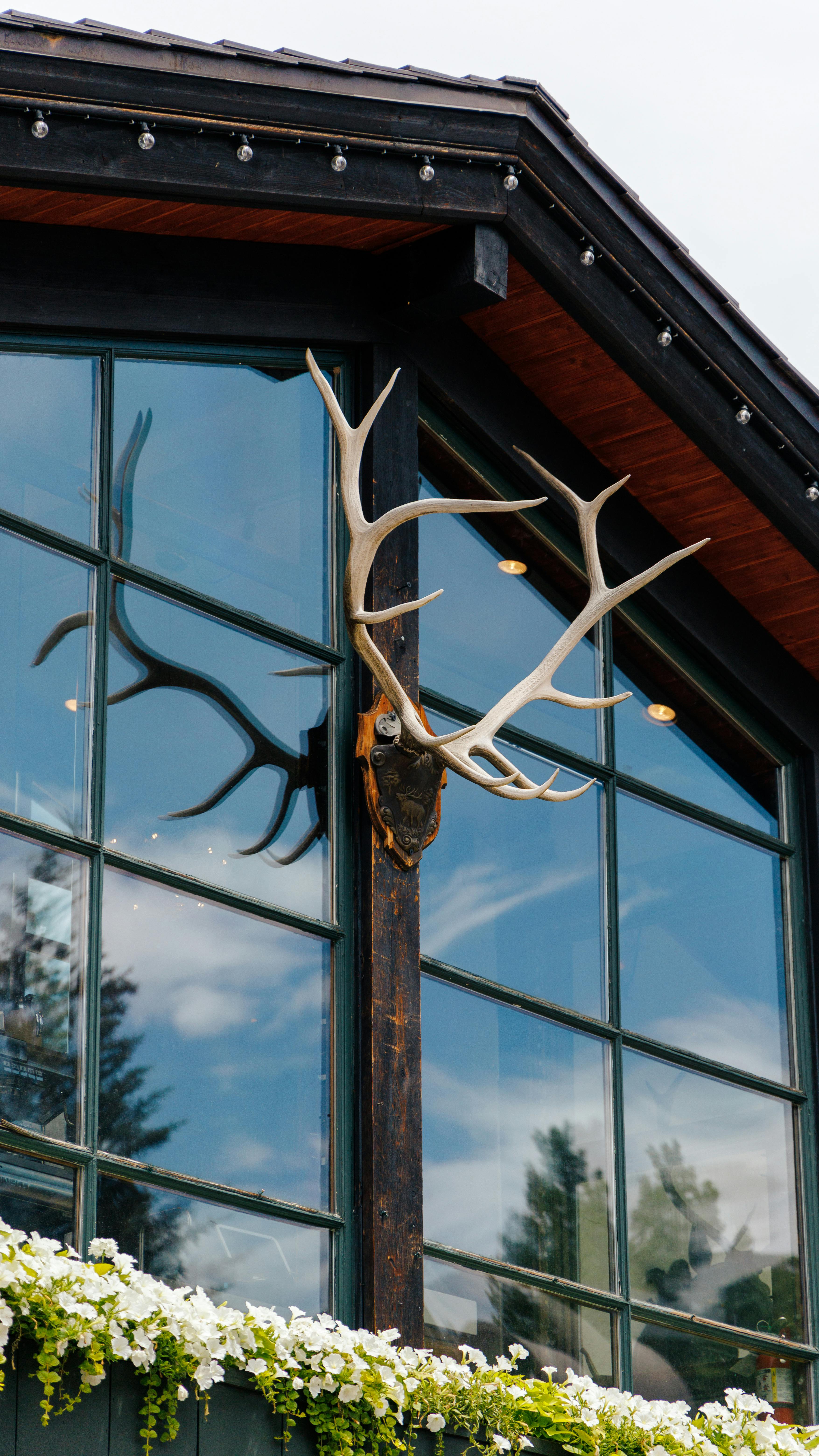 A Window Behind Tree Branches · Free Stock Photo