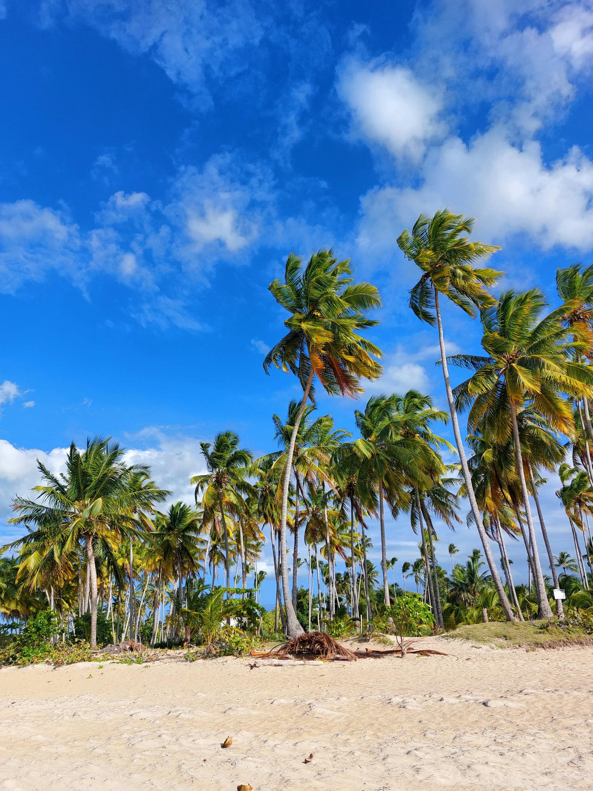 Coconut Trees on Beach · Free Stock Photo