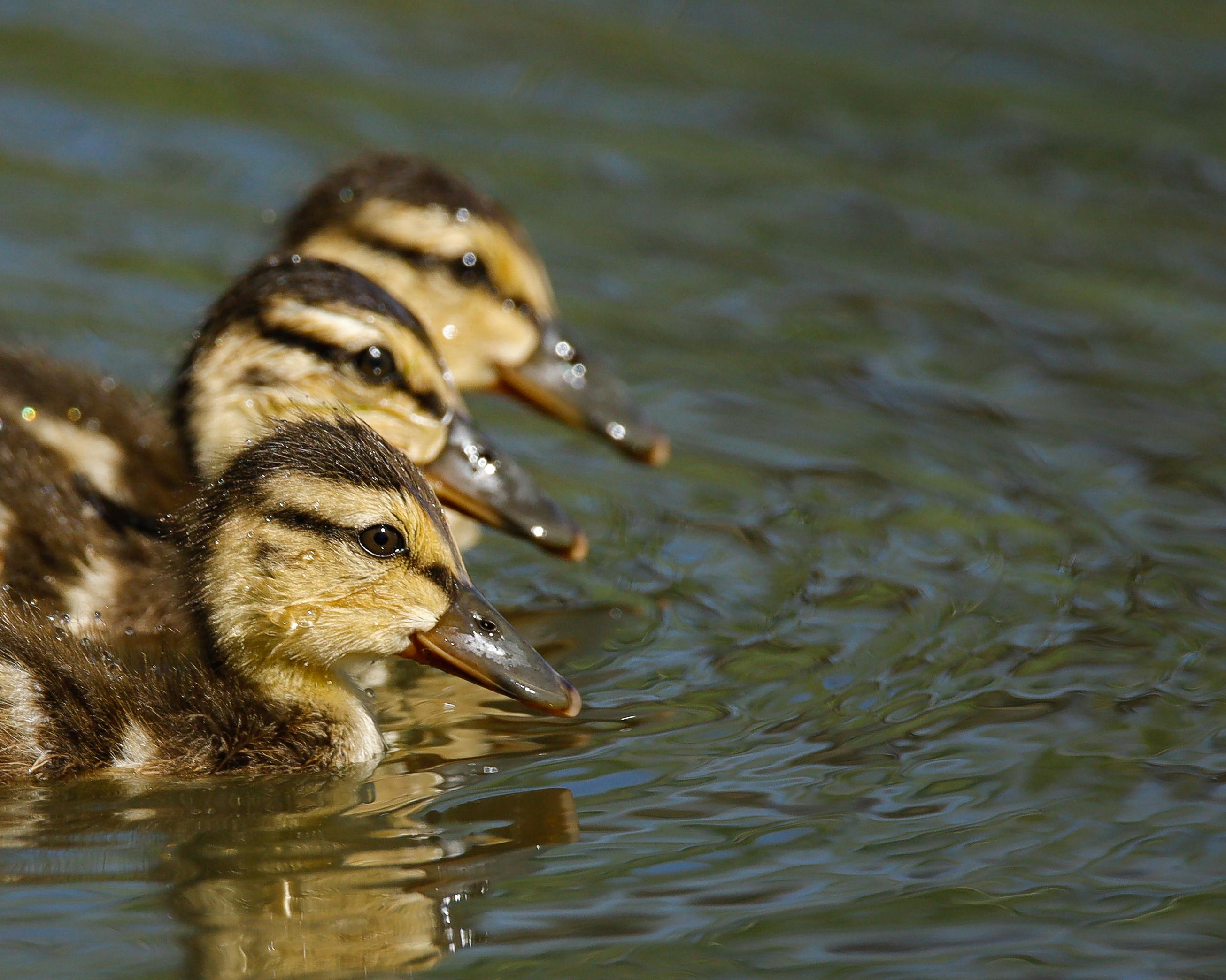 Ducks under Legs of Person Sitting over Water · Free Stock Photo