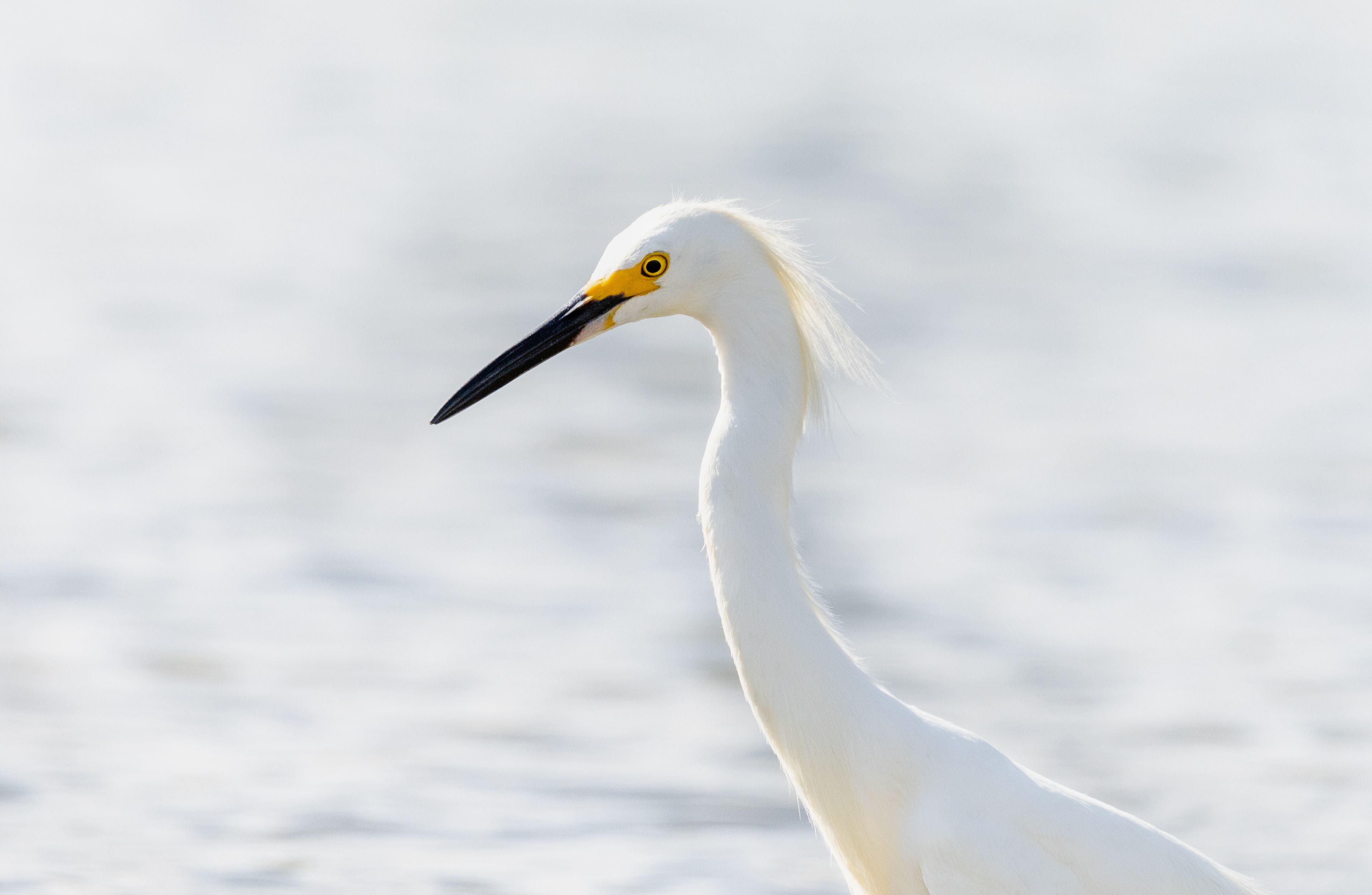 White Cranes Photos, Download The BEST Free White Cranes Stock Photos ...