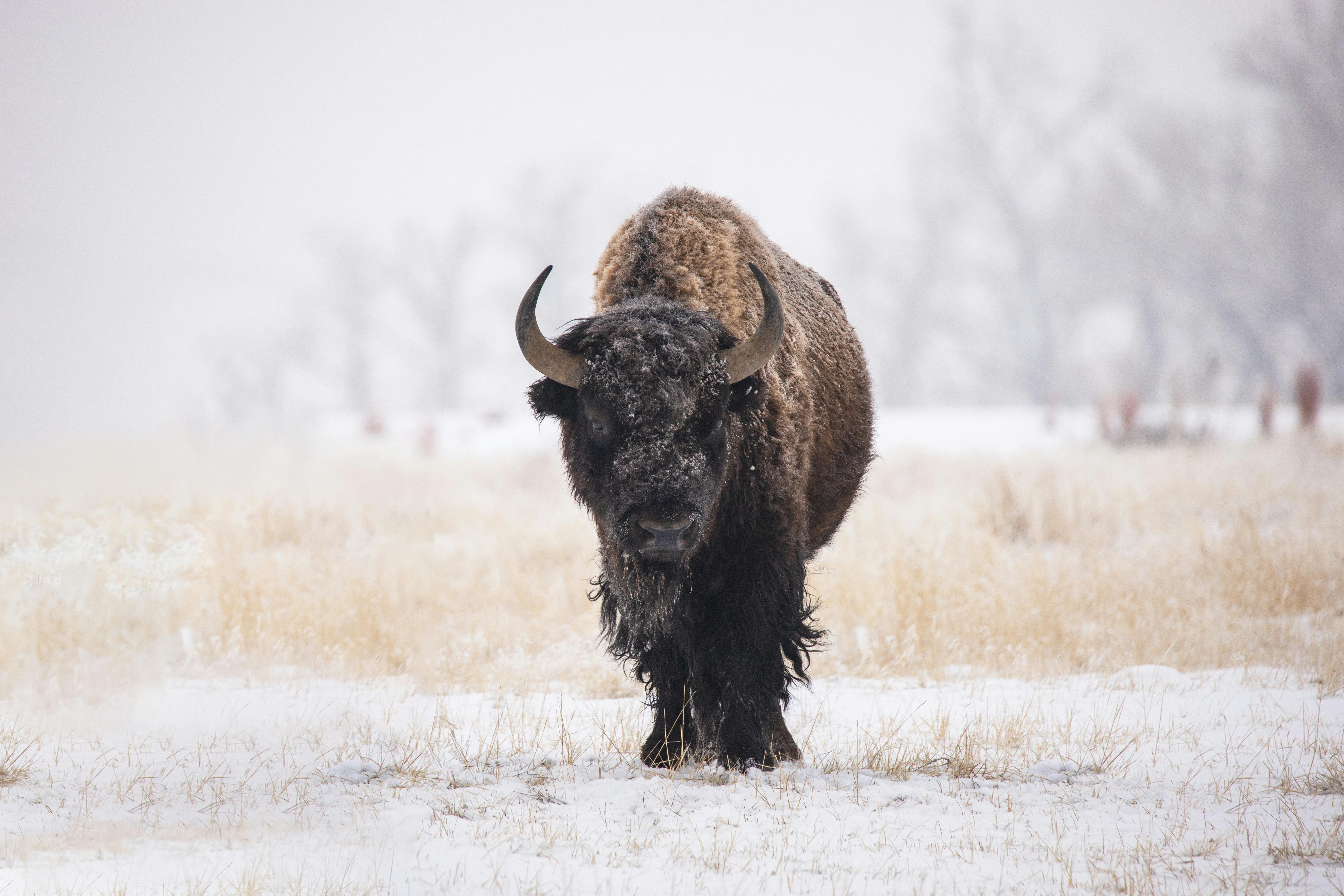 American Bison In Winter Wallpaper