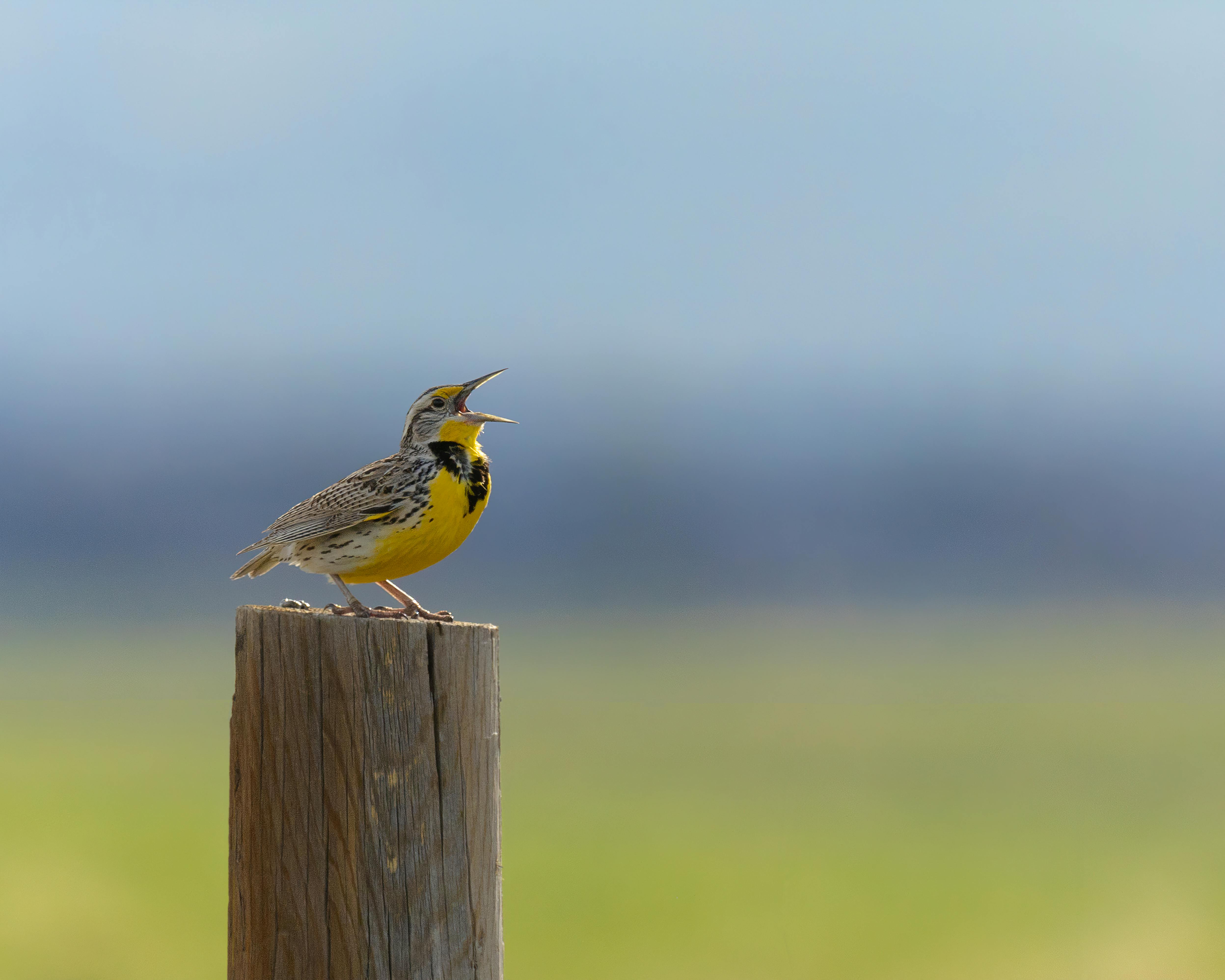 Bird on a Wooden Post · Free Stock Photo