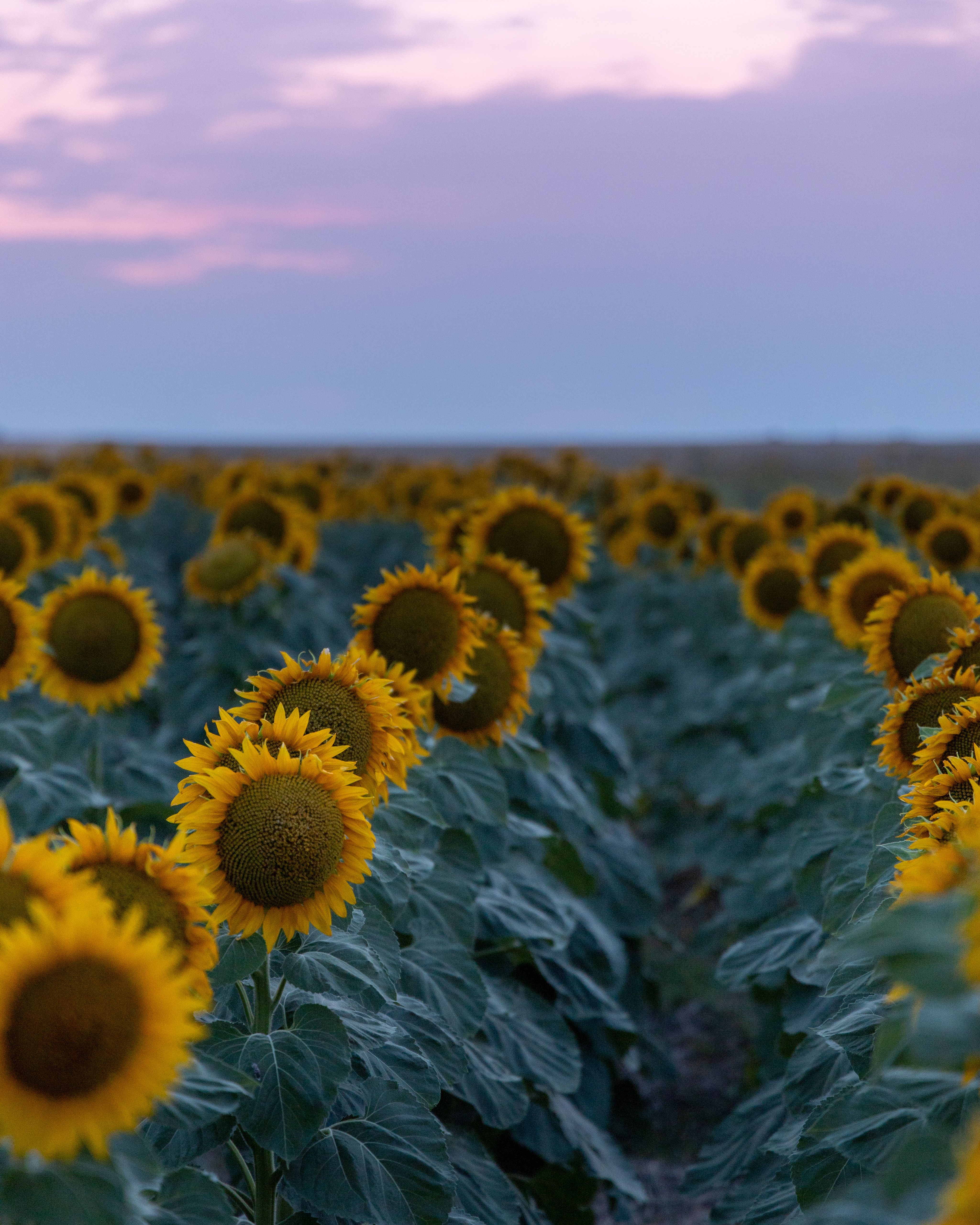 Live Crop Photos, Download The BEST Free Live Crop Stock Photos & HD Images