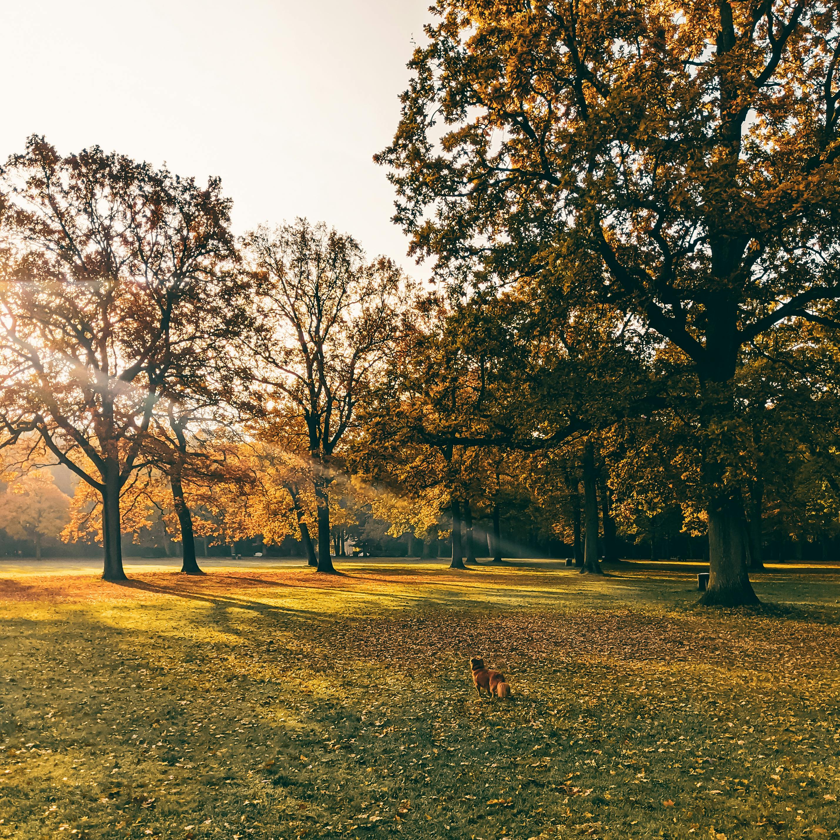 A Dog Standing Near Big Trees in the Park · Free Stock Photo