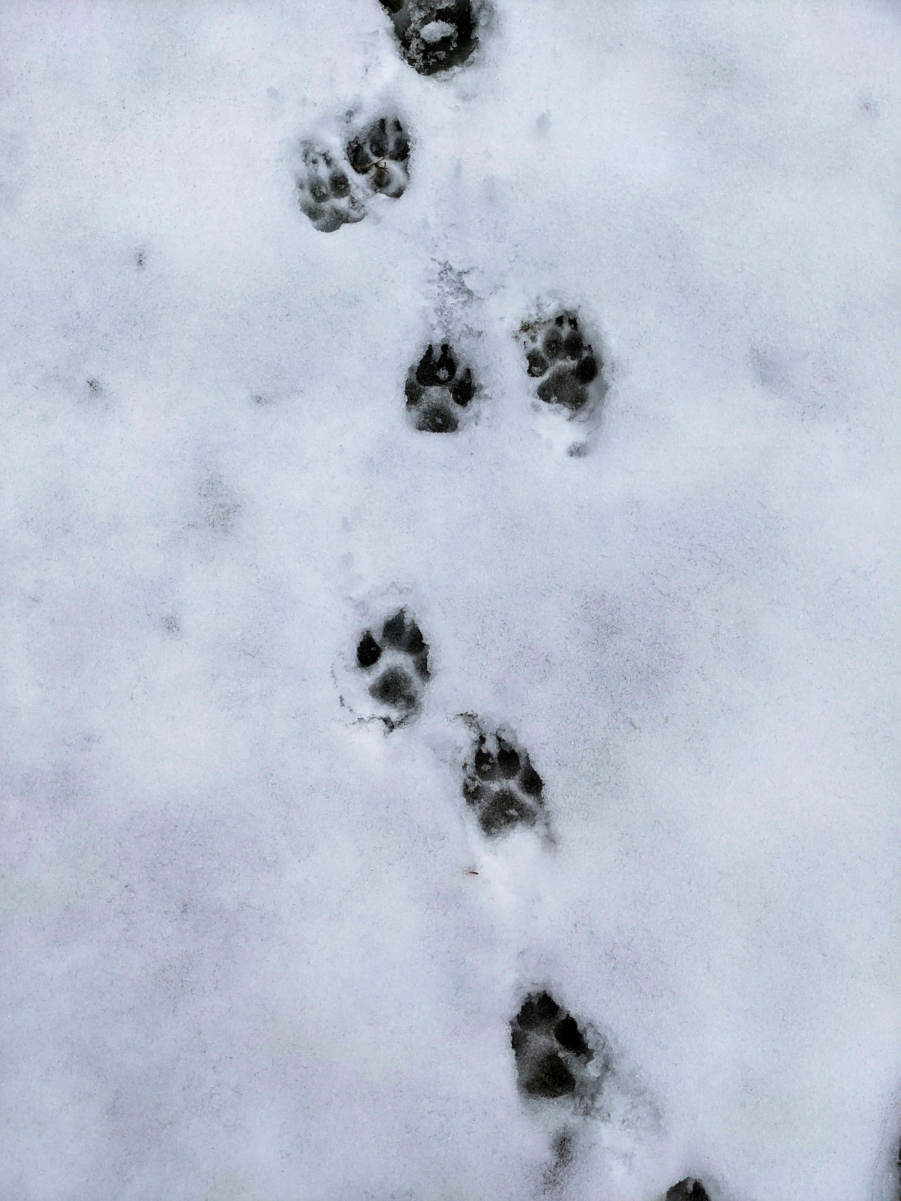 Dog Footsteps on the Snow · Free Stock Photo