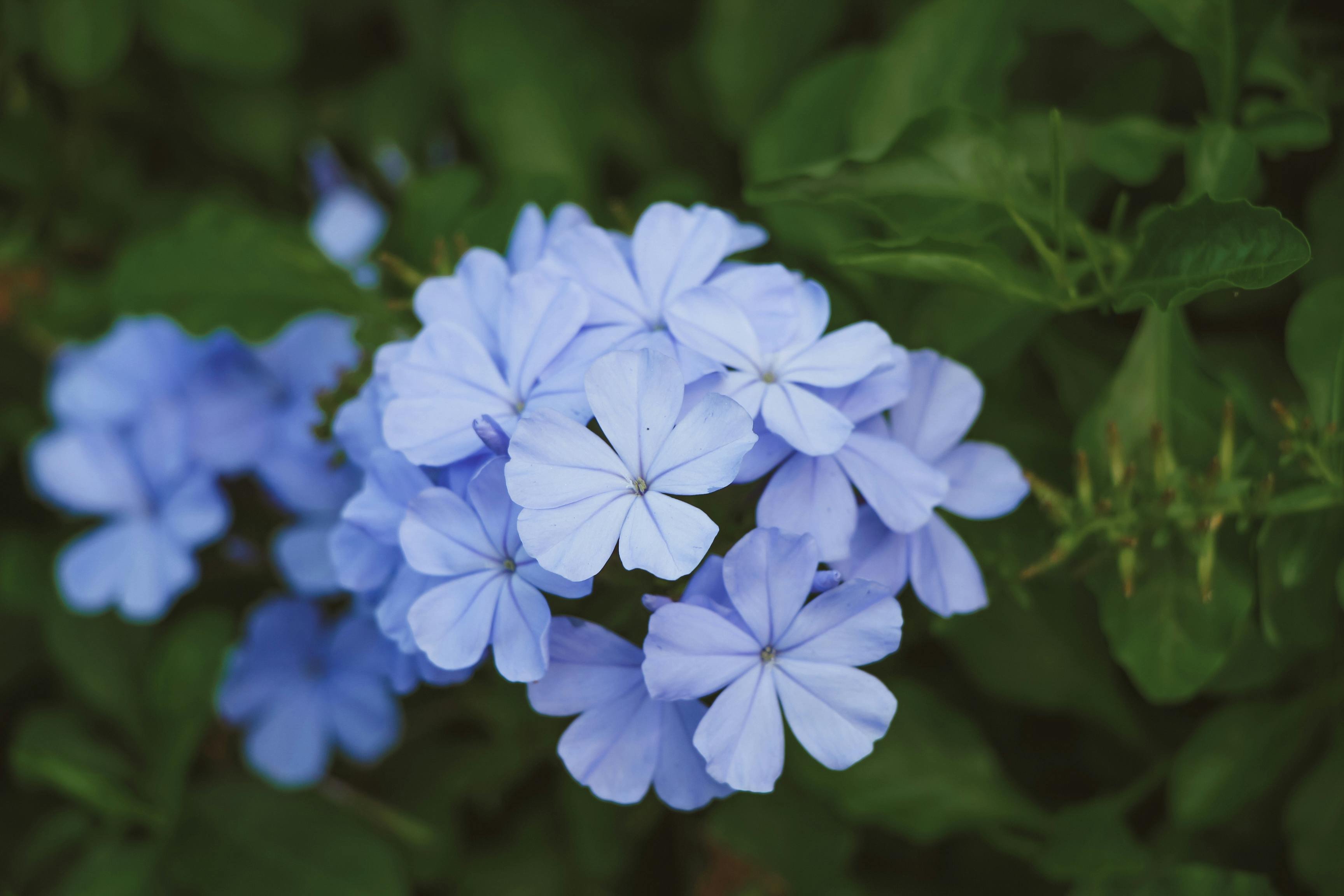 Blue Plumbago Flowers in Tilt Shift Lens · Free Stock Photo