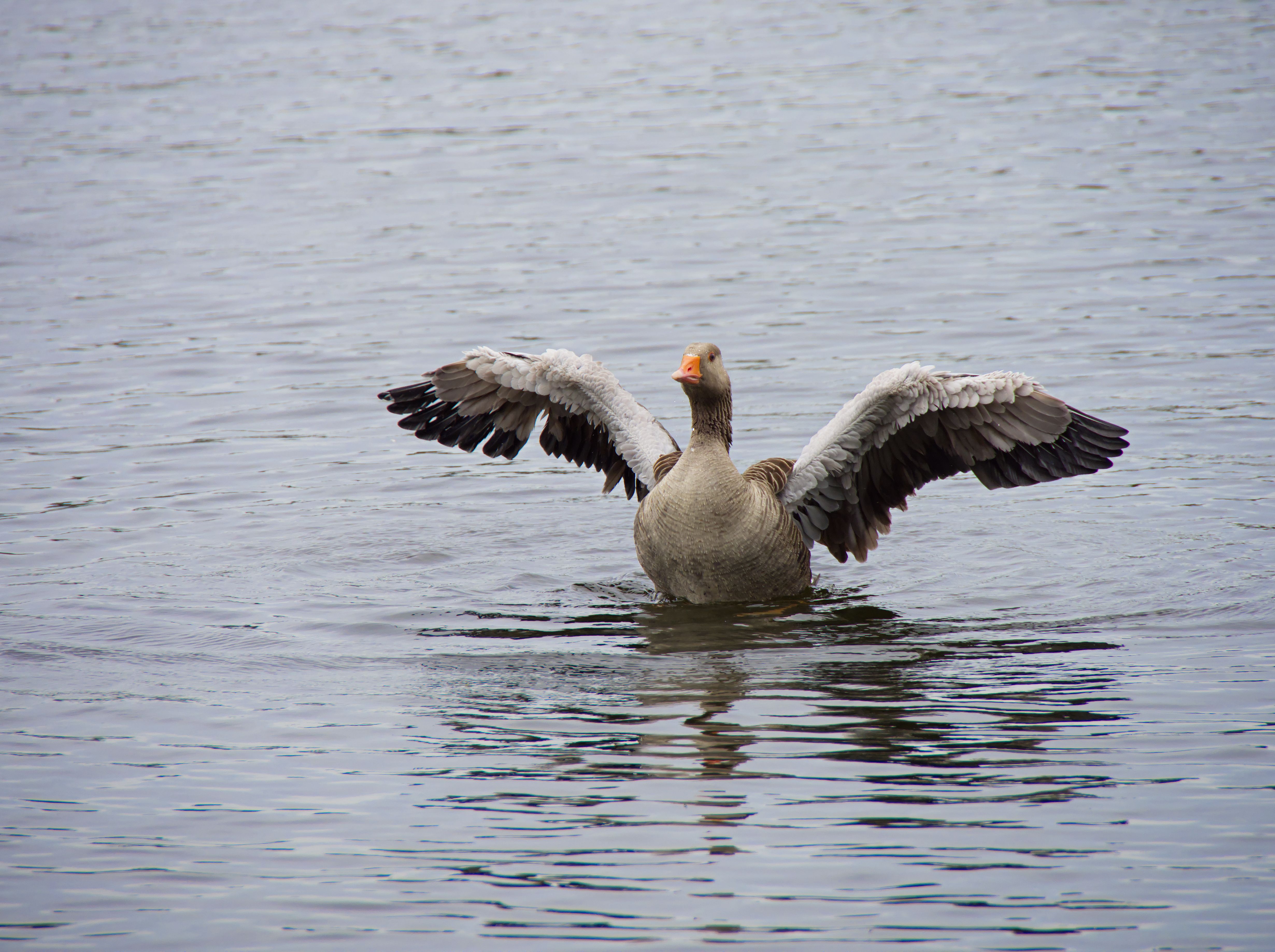 Outstretched Bird Wings Photos, Download The BEST Free Outstretched ...