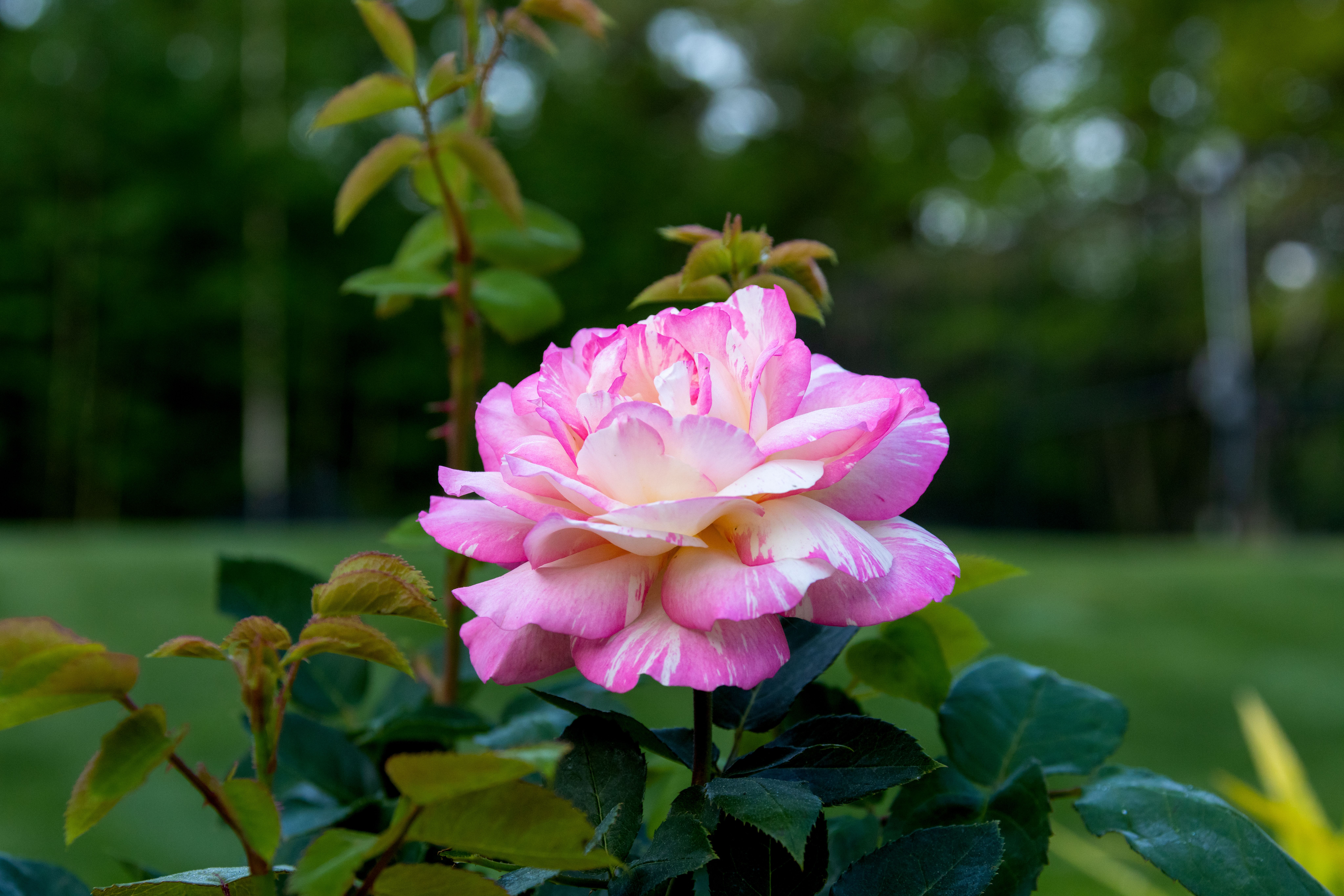 Close-Up Shot of a Blooming Garden Rose · Free Stock Photo